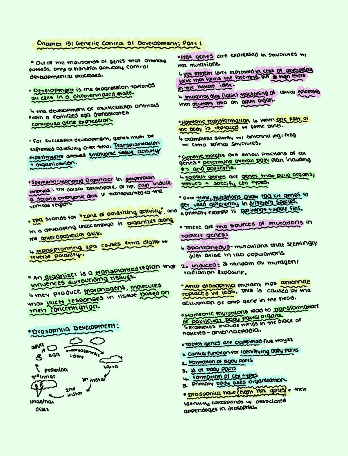 Genetics lecture final chapters study guide - is everopmentasprocesses ...
