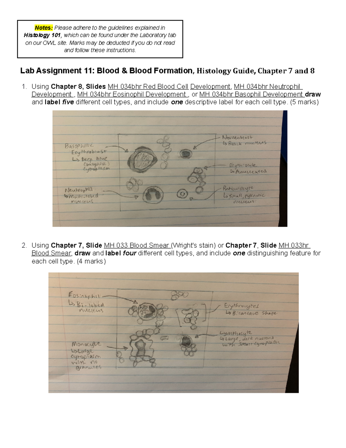 Lab 11 assignment FW2021 - Student - Lab Assignment 11: Blood & Blood ...