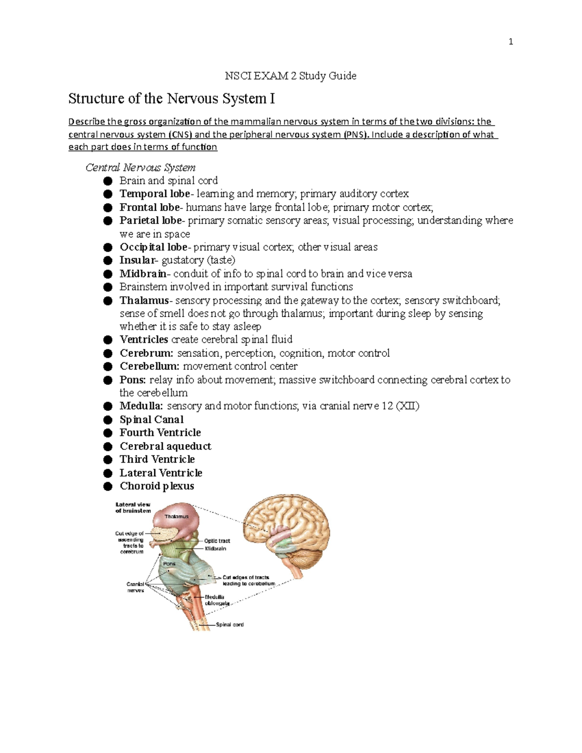 NSCI EXAM 2 Study Guide - NSCI EXAM 2 Study Guide Structure of the ...