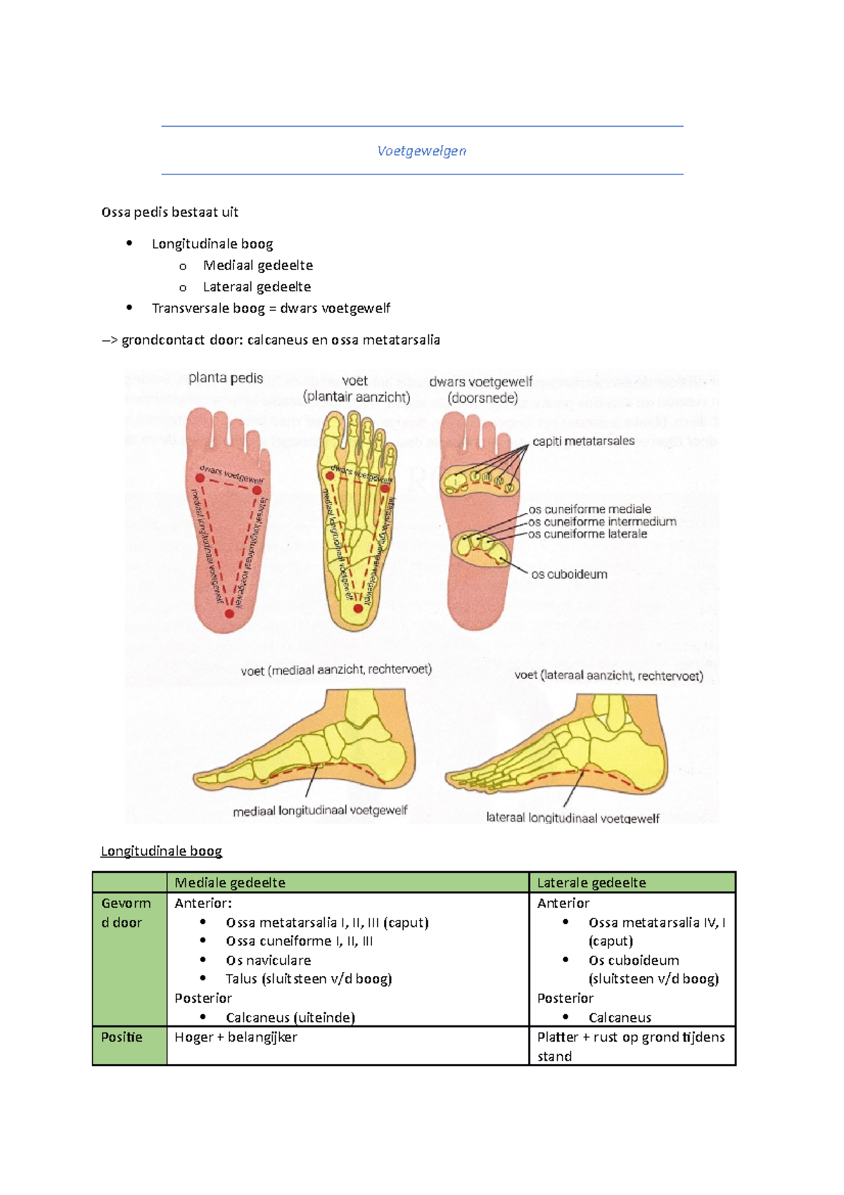 Voetbogen - Voetgewelgen Ossa pedis bestaat uit Longitudinale boog o Mediaal gedeelte o Lateraal ...