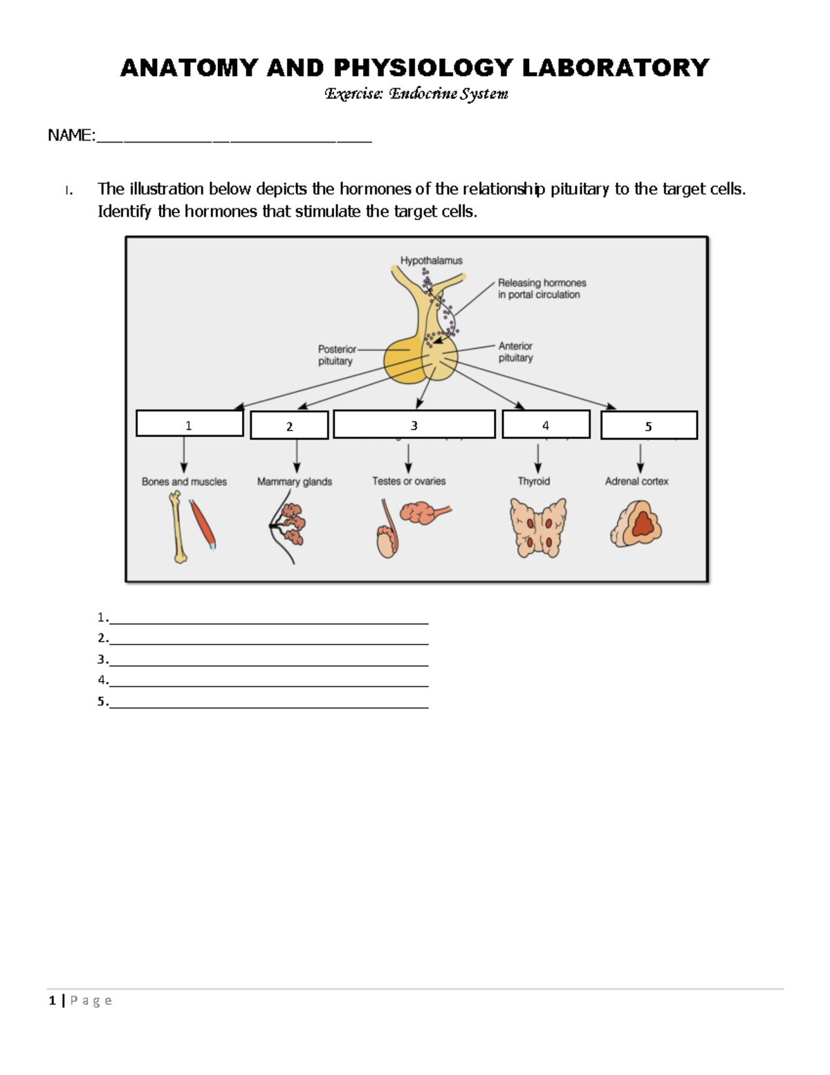 7- Endocrine- System - 1 | P a g e ANATOMY AND PHYSIOLOGY LABORATORY ...