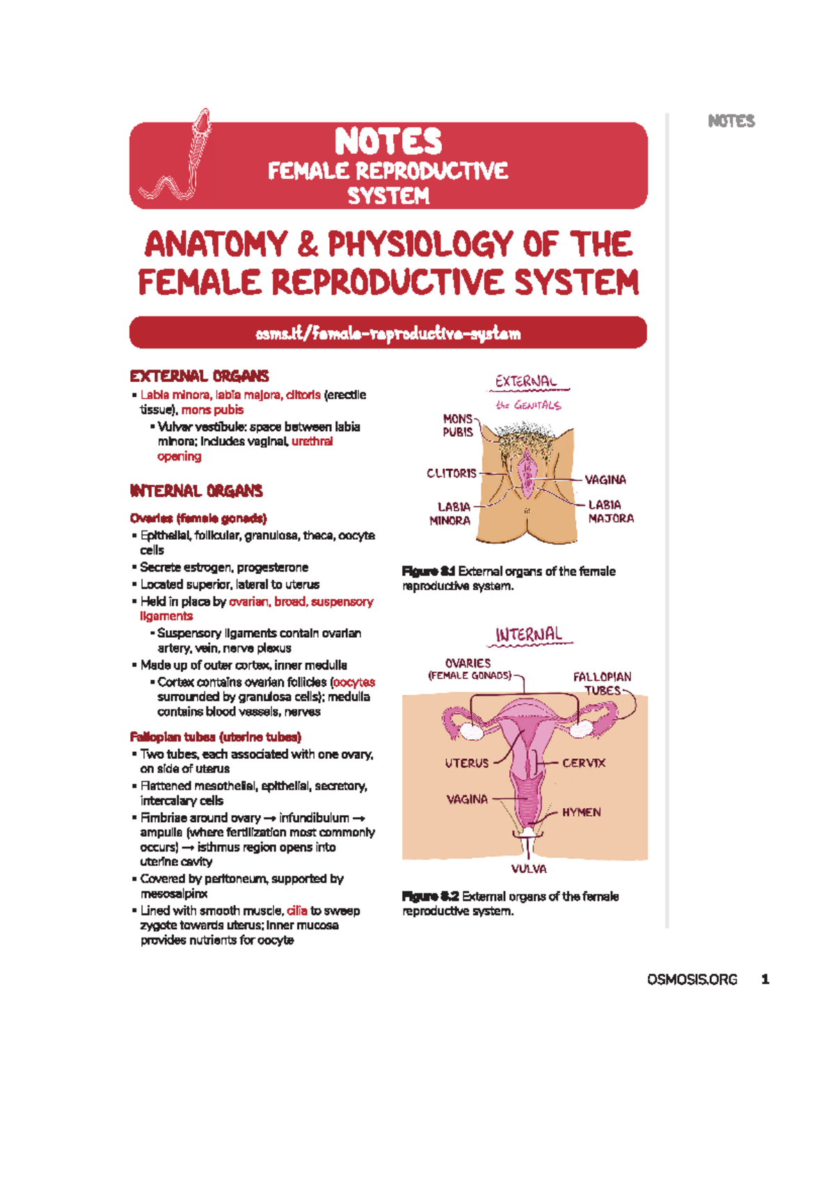 Female reproductive system Notes Diagrams & Illustrations - PTY2000S ...