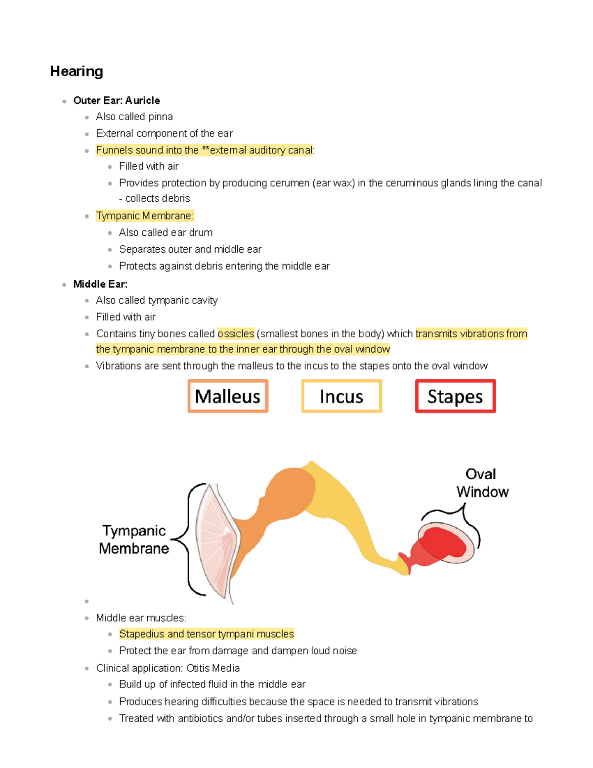 Special Senses - Hearing Outer Ear: Auricle Also called pinna External ...