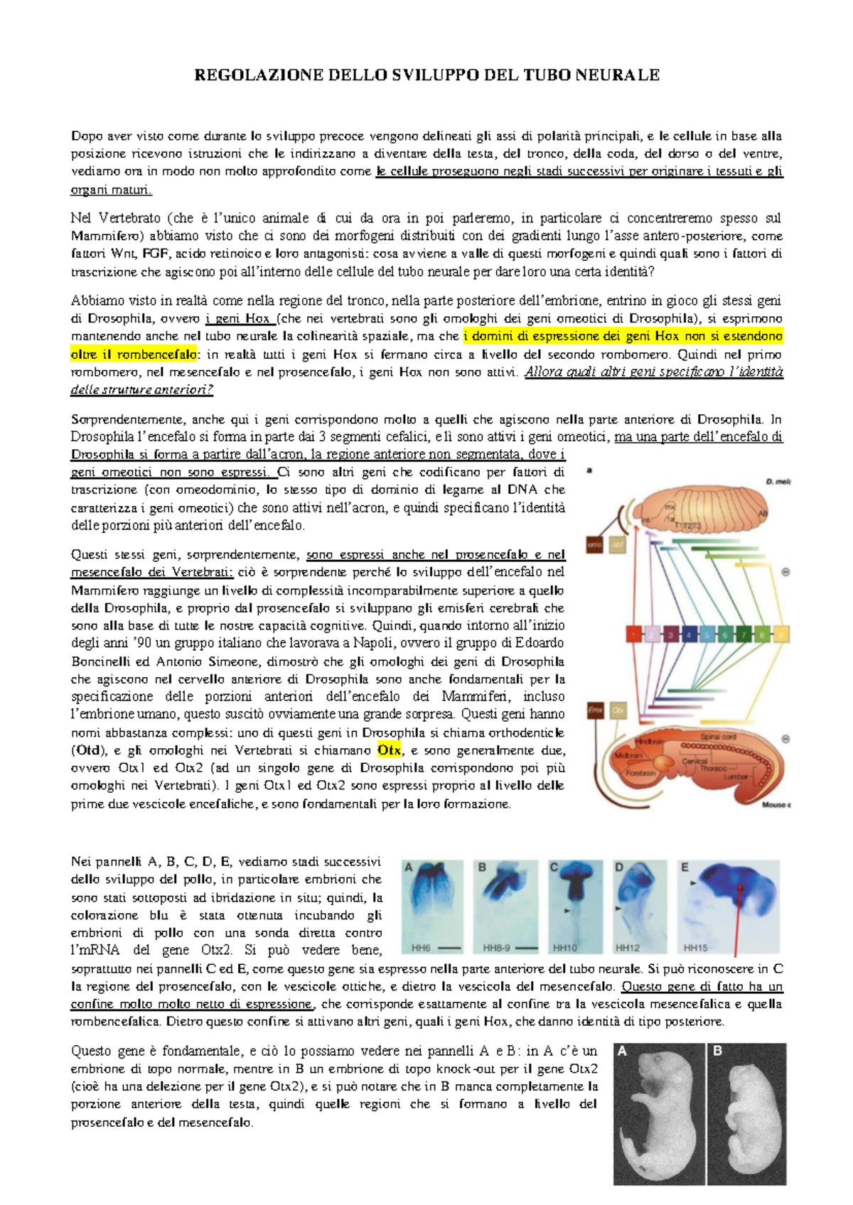 18 organogenesi ectoderma e mesoderma - REGOLAZIONE DELLO SVILUPPO DEL ...