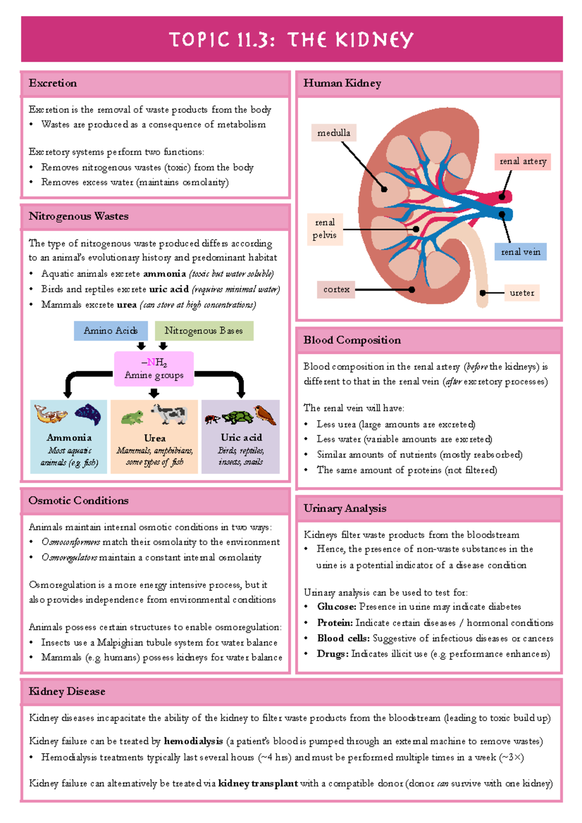 11.3 The Kidney - Topic 11: THE kIDnEy Excretion Human Kidney Excretion ...