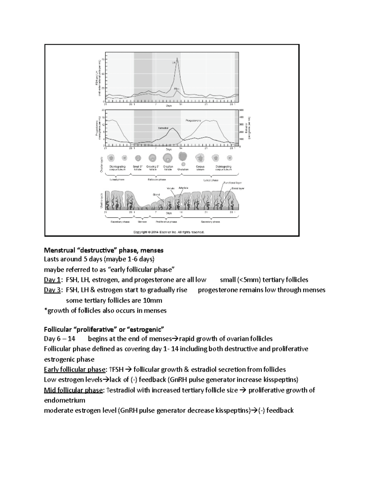 Menstrual - Summary - Menstrual “destructive” phase, menses Lasts ...