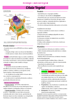 Protoderme- Tecido DE Revestimento- Morfo - Protoderm Caracteríticas A ...