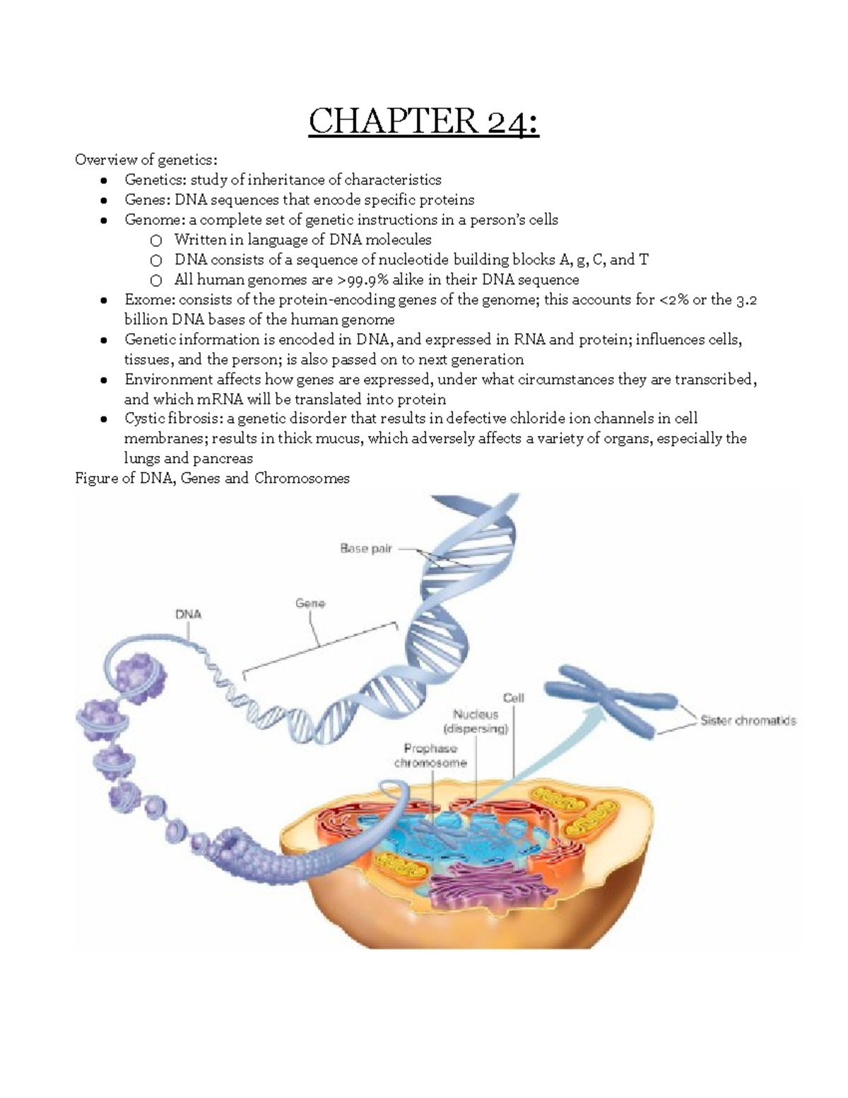 Human A & P II Notes Chapter 24 - CHAPTER 24: Overview of genetics ...