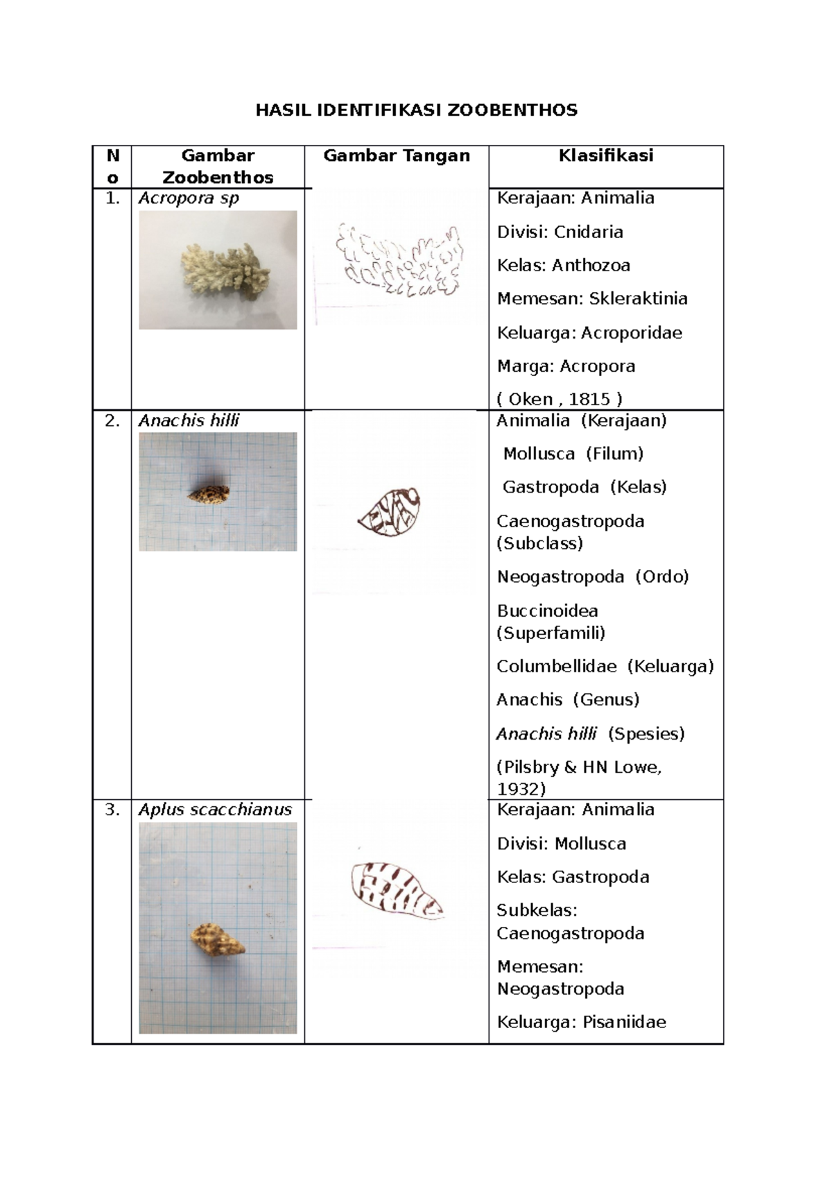 Hasil Identifikasi Zoobenthos - HASIL IDENTIFIKASI ZOOBENTHOS N o Gambar Zoobenthos Gambar ...