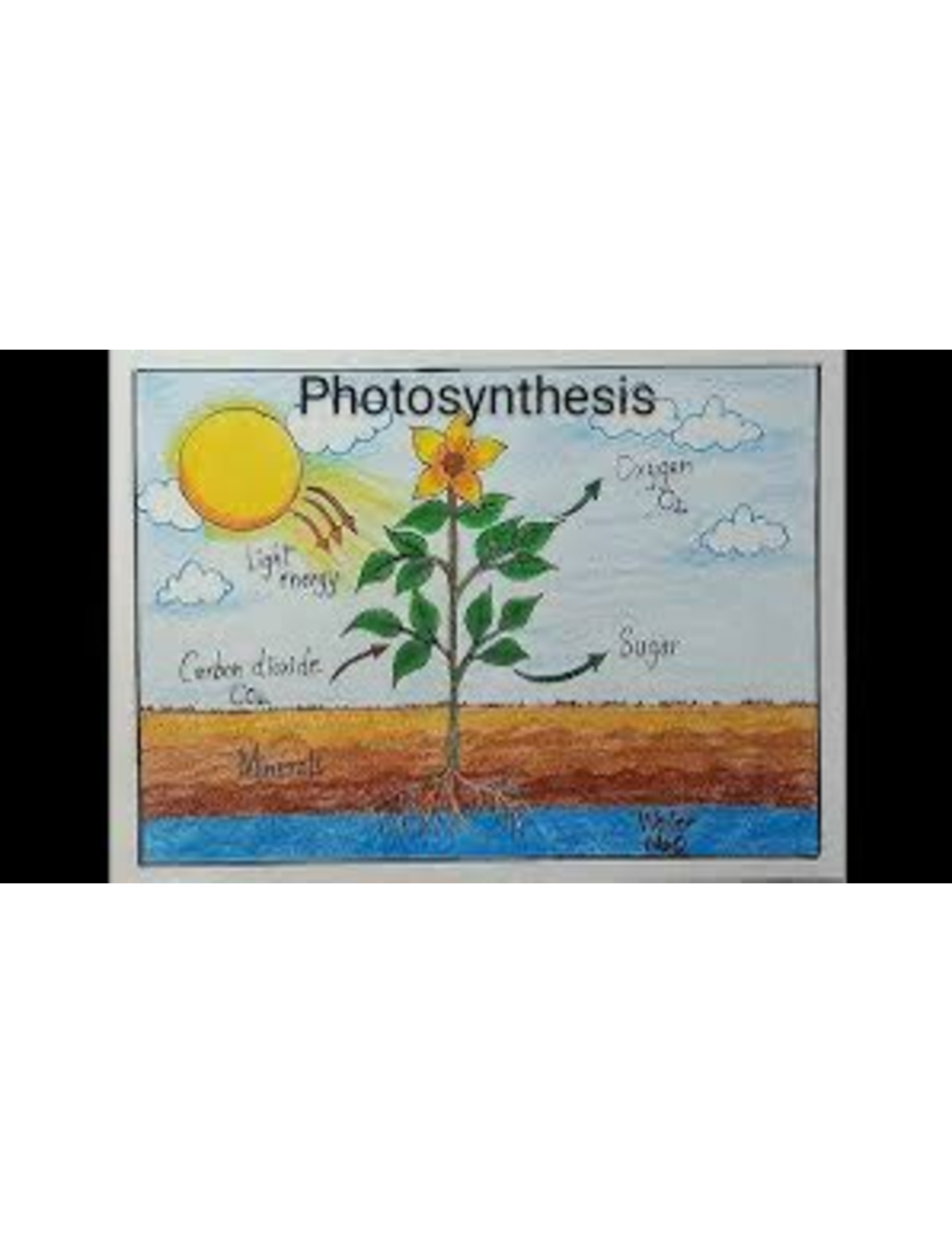 Photosynthesis 2 - BY3CB1 - Studocu