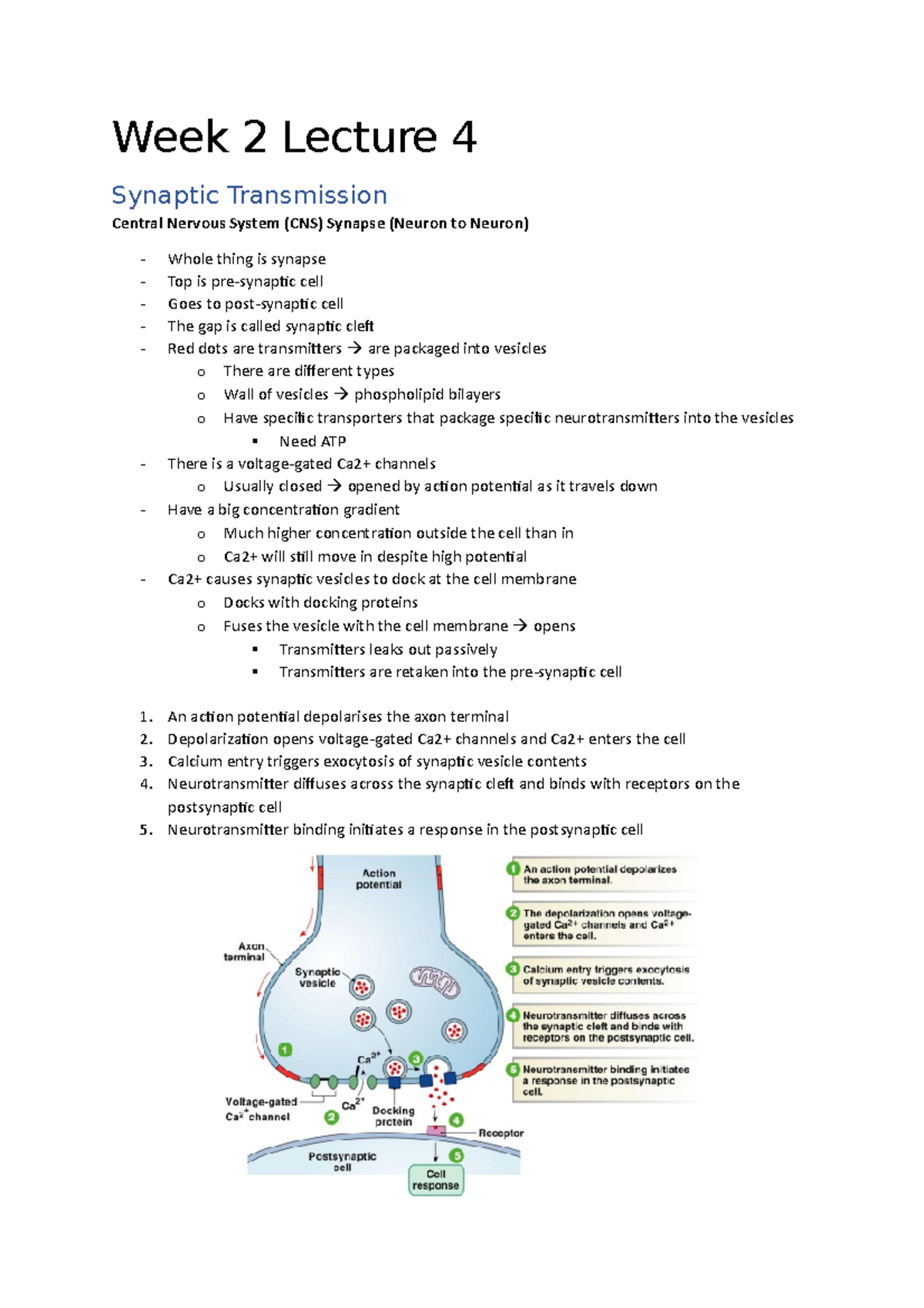 Week 2 Lecture 4 - Synaptic Transmission - Week 2 Lecture 4 Synaptic Transmission Central ...