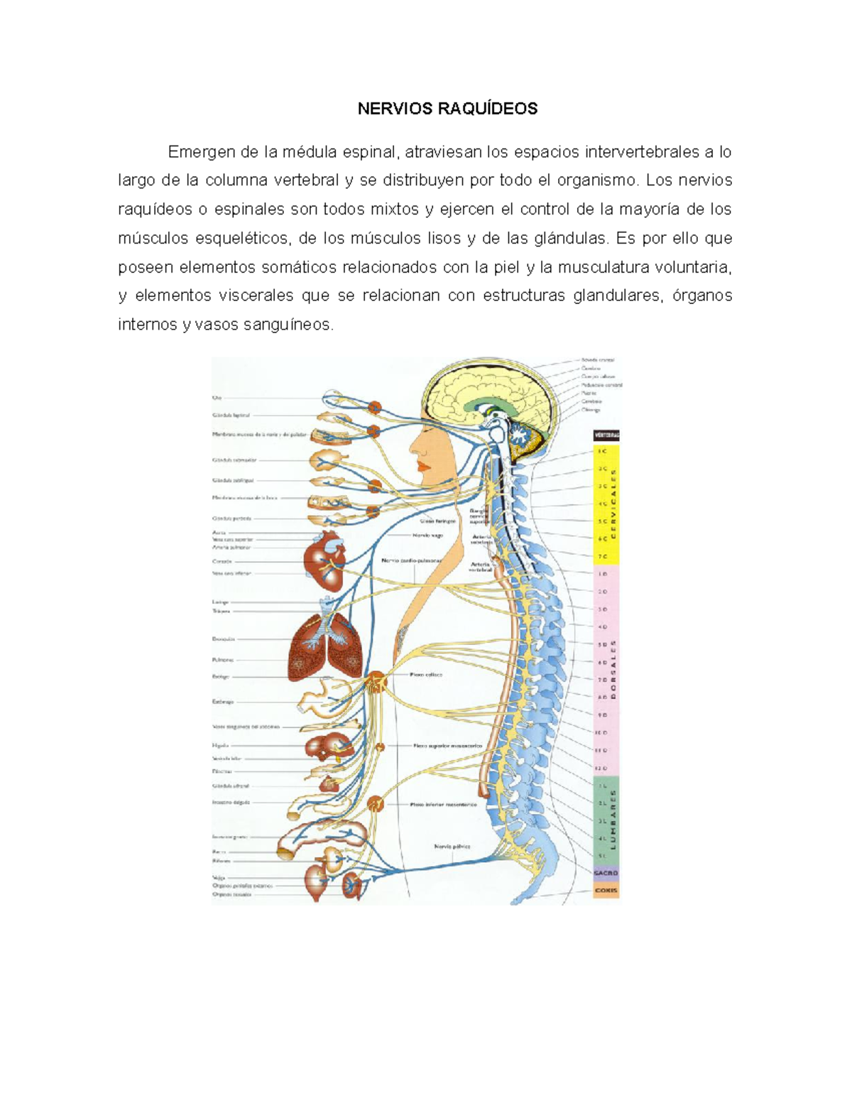 Nervios Raquídeos trabajo escrito - NERVIOS Emergen de la espinal ...