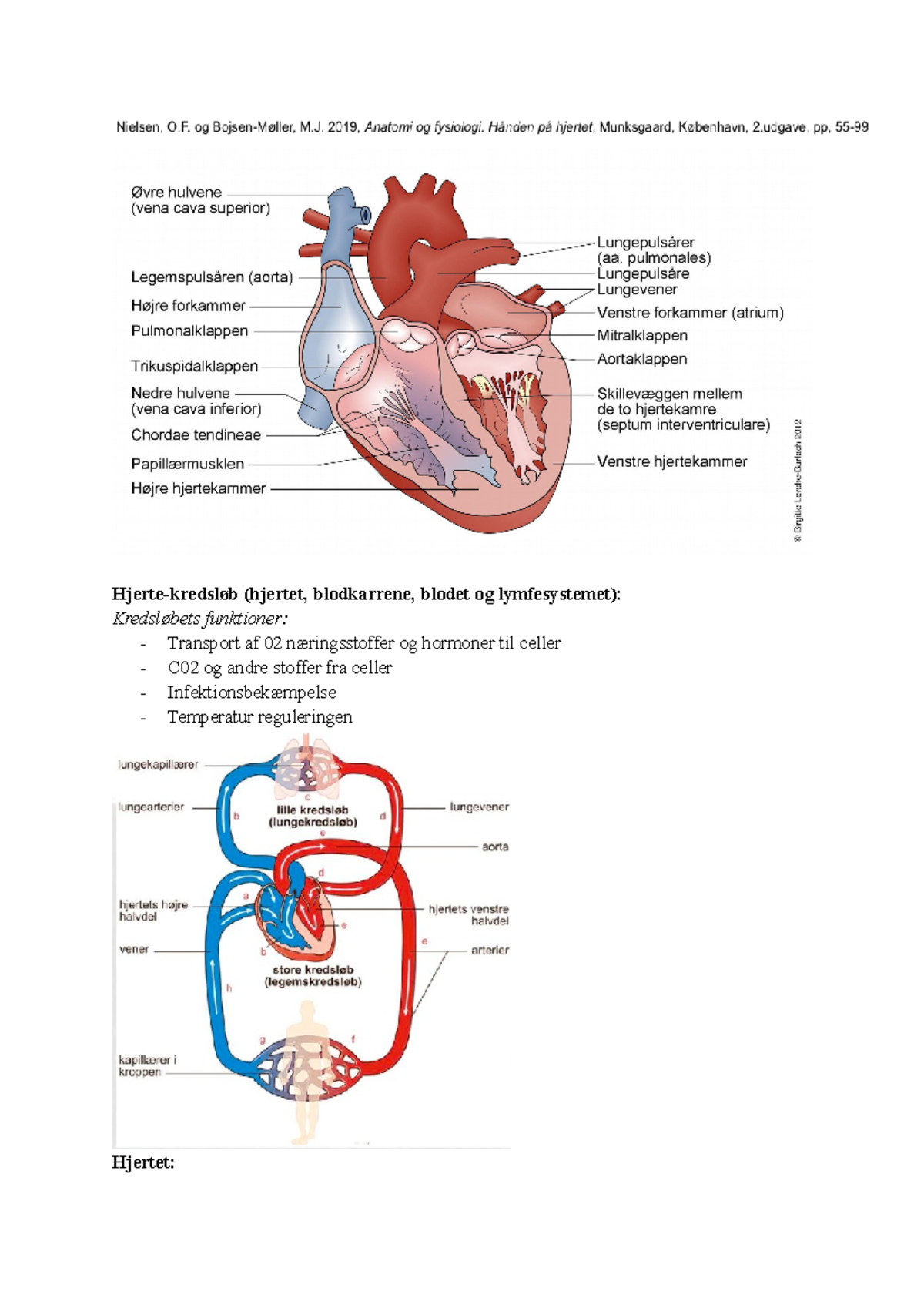 Hjertet - Noter - Hjerte-kredsløb (hjertet, blodkarrene, blodet og ...