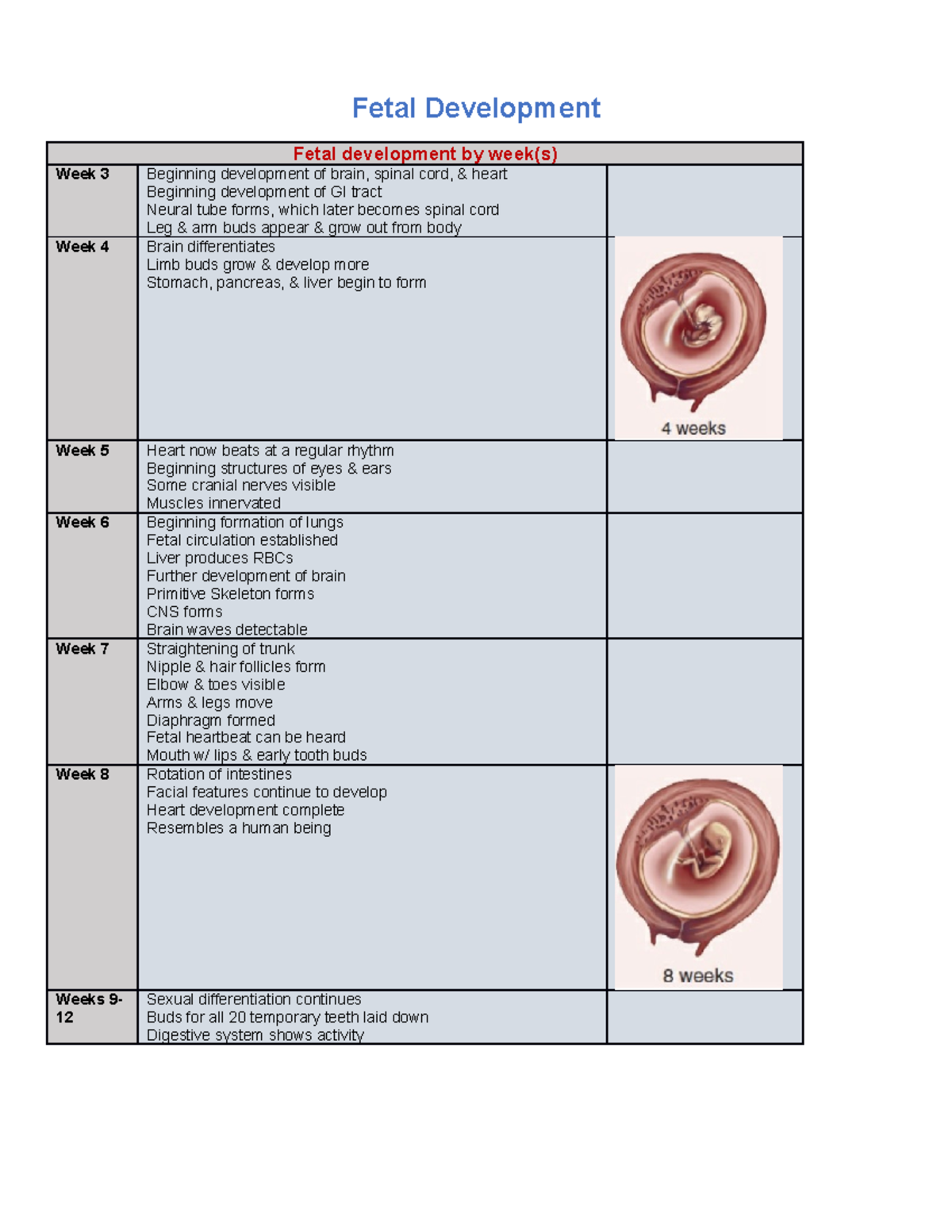 Fetal Development - Fetal Development Fetal development by week(s) Week ...