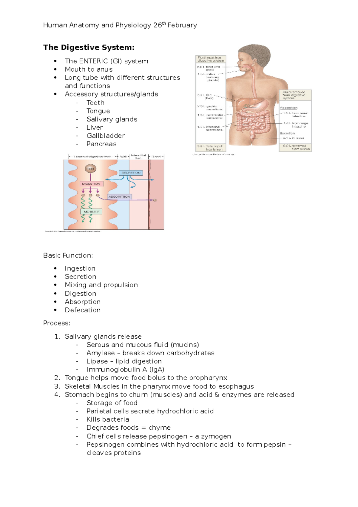 Lecture 7 26.02.2020 Digestive System - The Digestive System: The ...