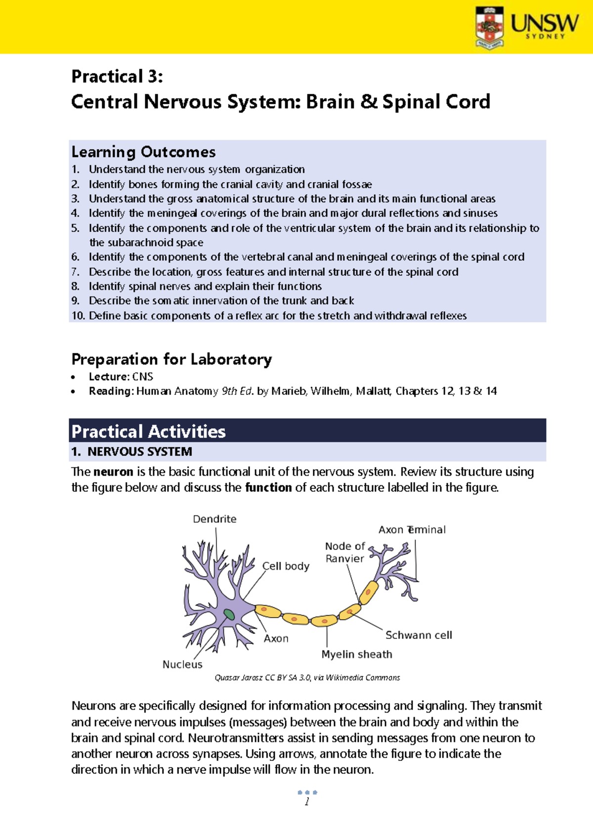 Lab 3 - CNS 2024 - Practical 3 : Central Nervous System: Brain & Spinal ...