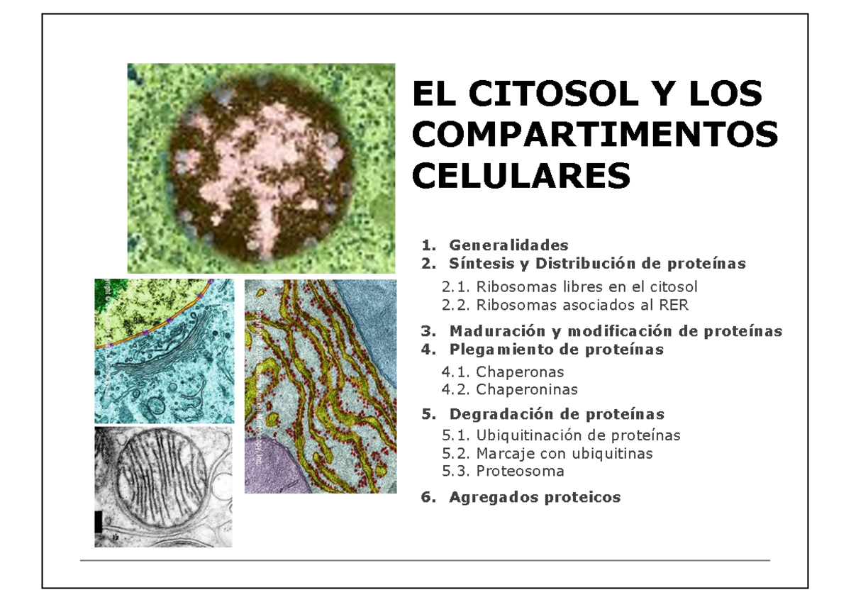Tema 5. El citosol y los compartimentos 2020-21 - EL CITOSOL Y LOS ...