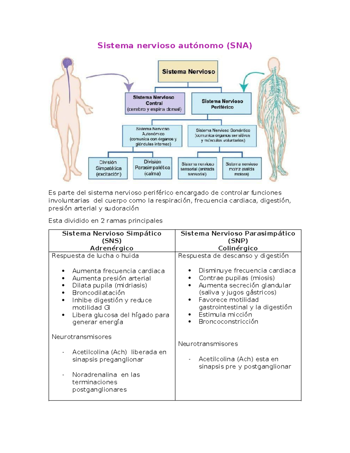 Resumen 2 Farma Humana - sdfghnm - Sistema nervioso autónomo (SNA) Es ...