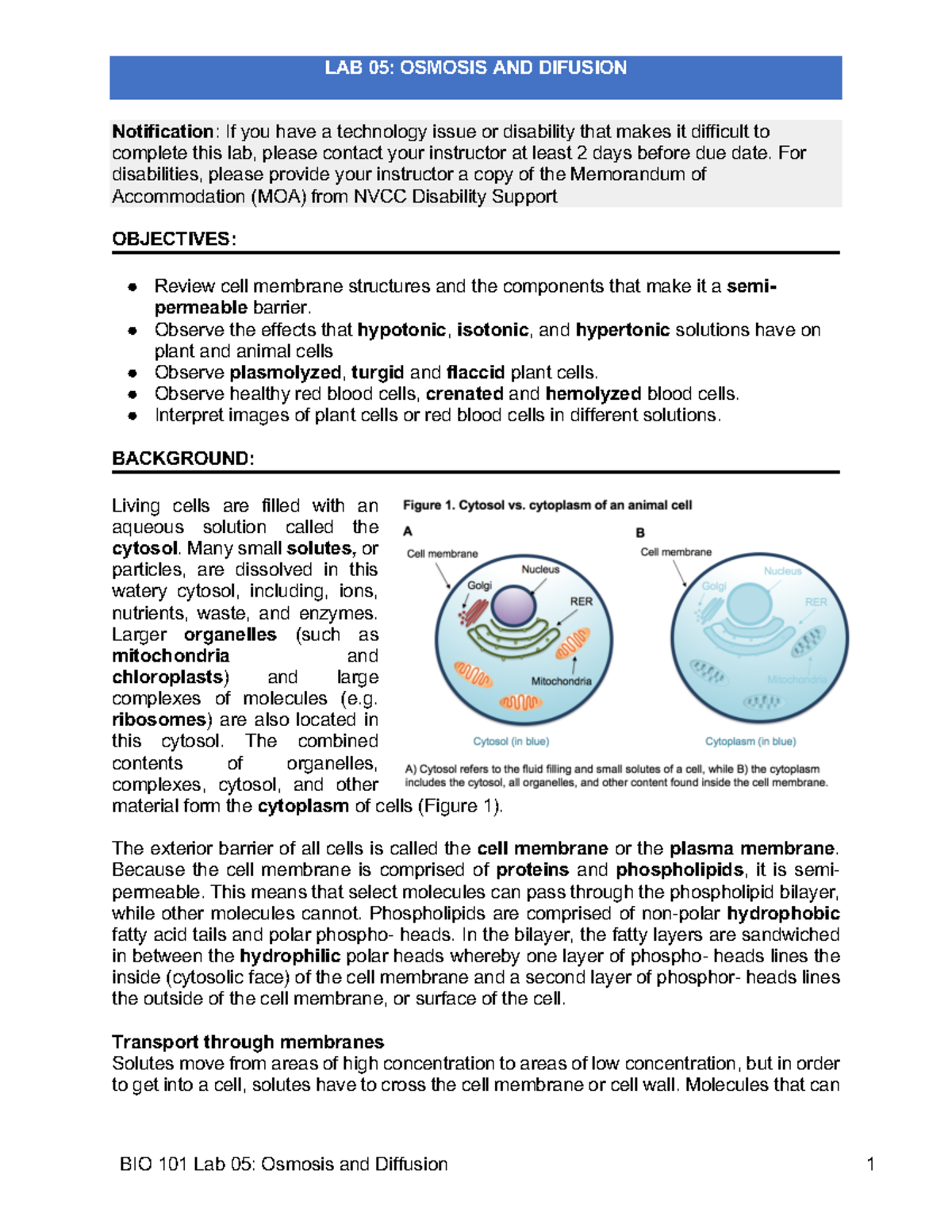 BIO 101 Lab 05 Osmosis and Diffusion - Answer KEY - LAB 05: OSMOSIS AND ...