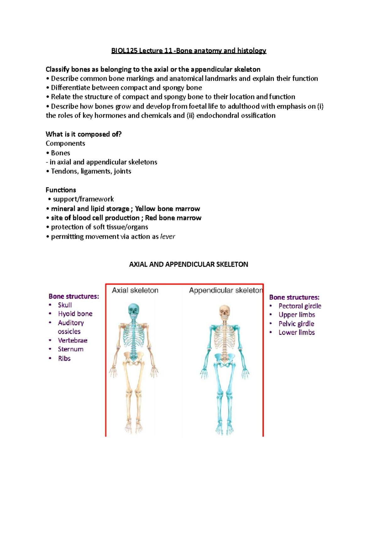 BIOL125 Lecture 11 - Bone anatomy - , process and ramus) Covered by ...