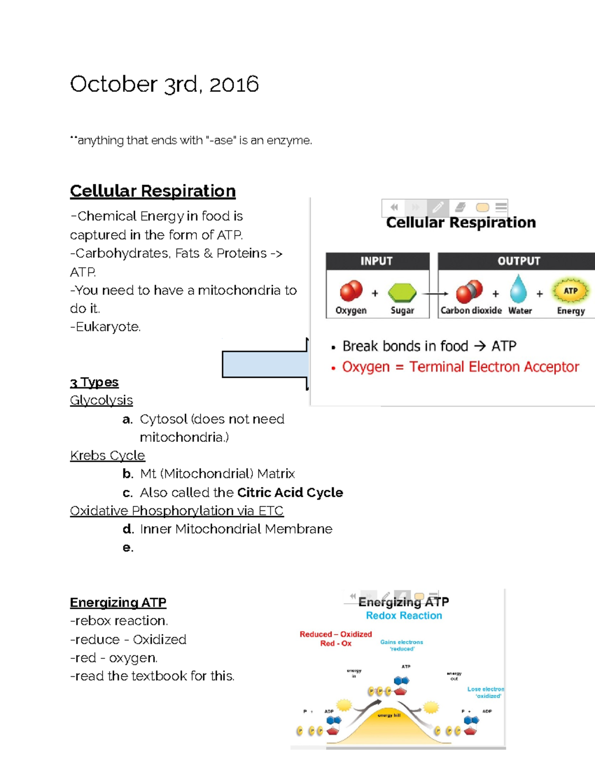 First Lecture Notes - October 3rd, 2016 **anything that ends with “-ase ...