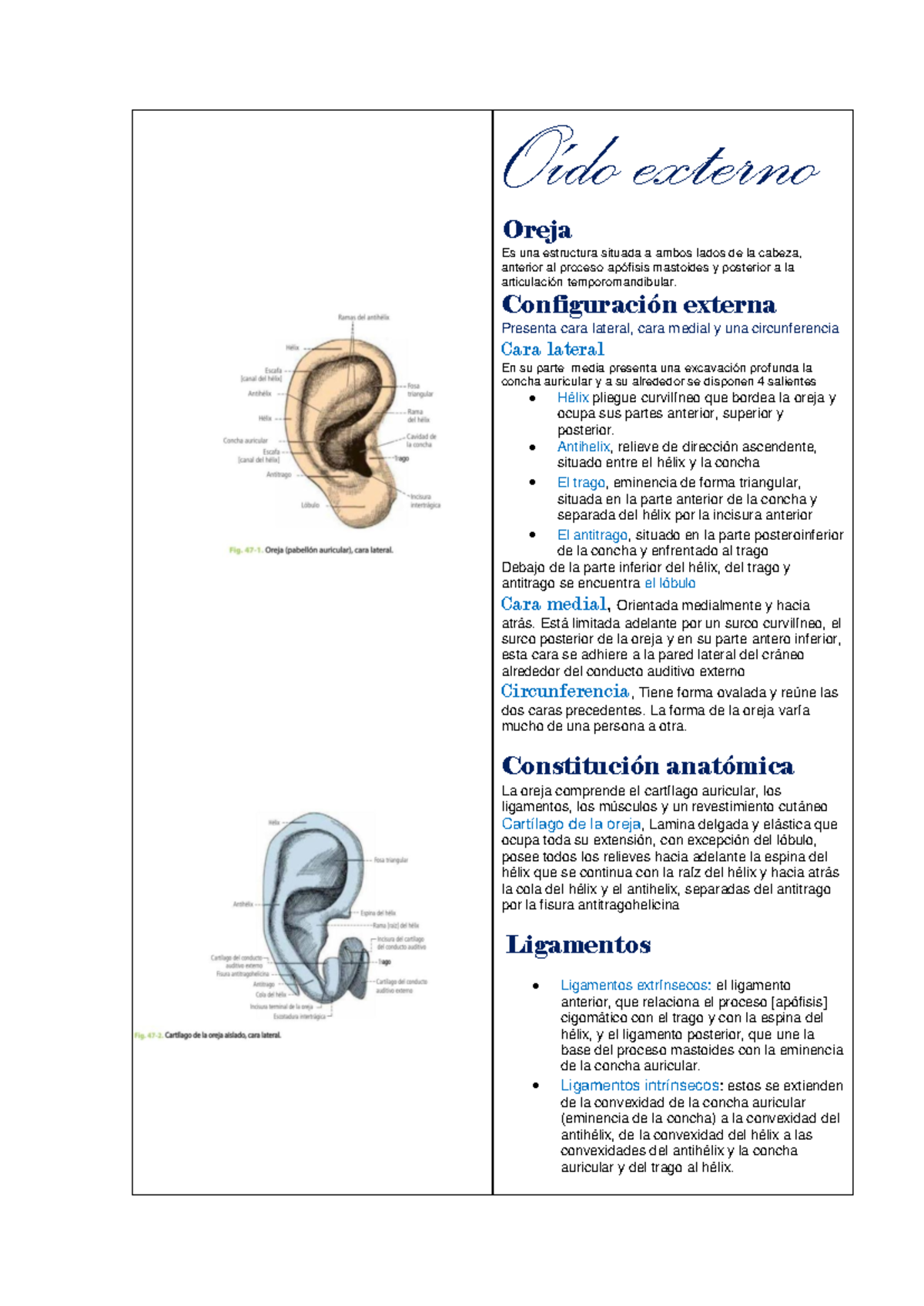 Oído externo - Resumen Anatomía humana - Oído externo Oreja Es una ...