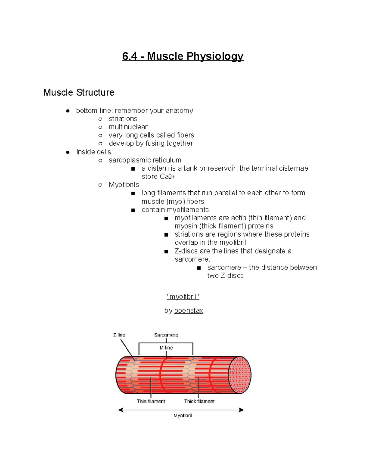 6.4 - Muscle Physiology Study Notes - 6 - Muscle Physiology Muscle ...