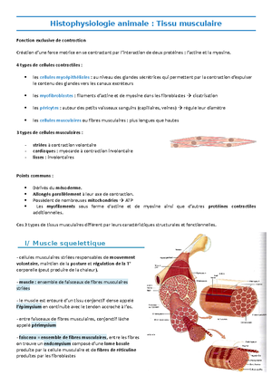 Cours 4 - Tissu musculaire - 2 – Histo-Physiologie KUNTZ Sandra Le tissu musculaire → Fonction ...