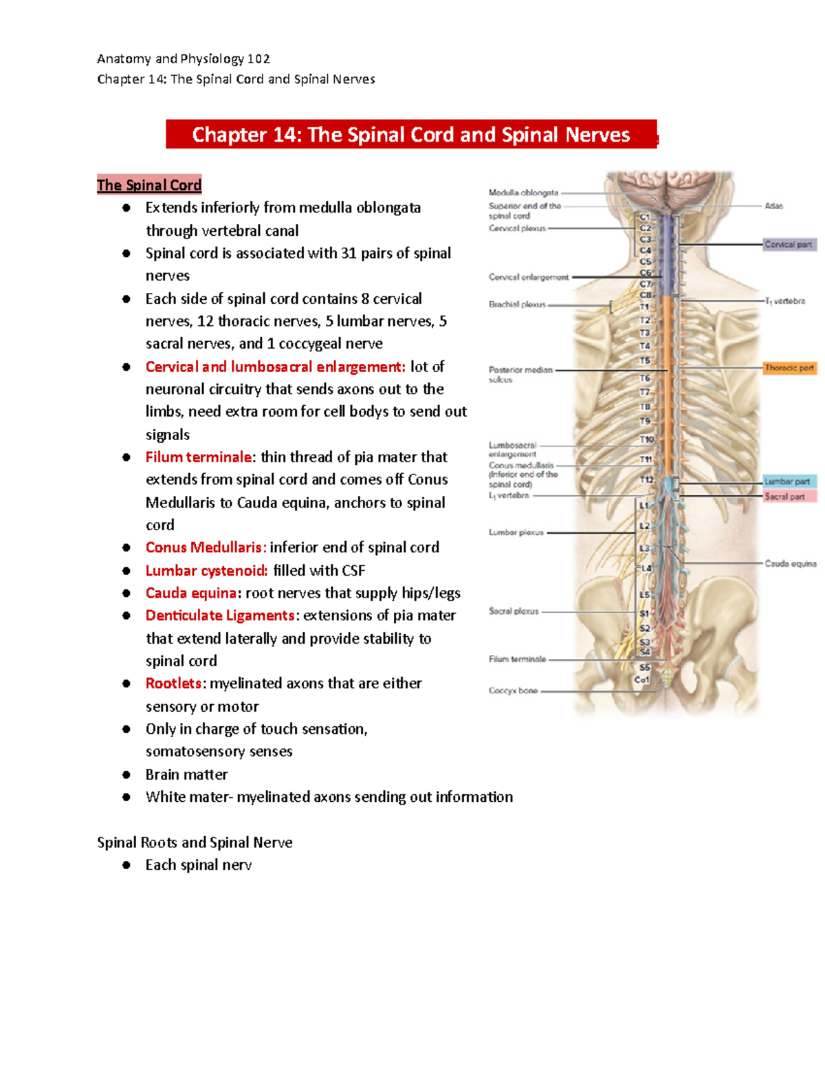 Anatomy and Physiology 102 Chapter 14 Notes Winter 23 - Anatomy and ...