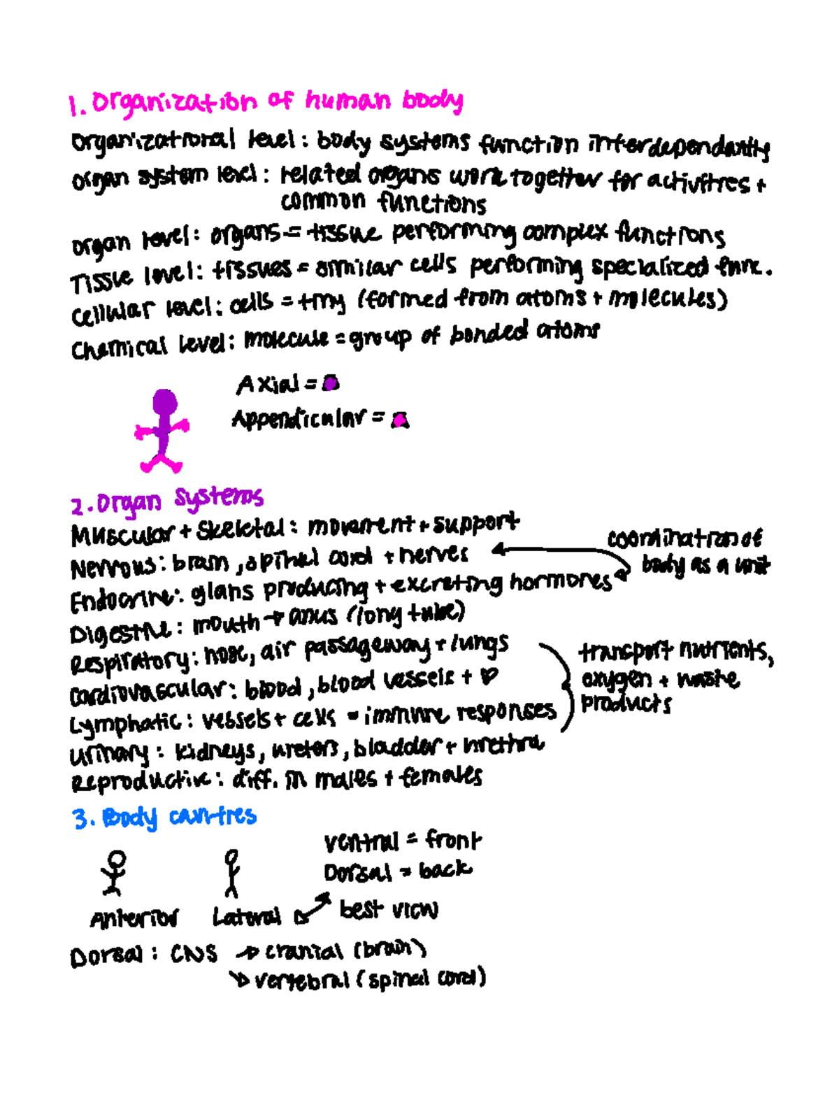 Module 1 anatomy - Organization ####### of human body ...