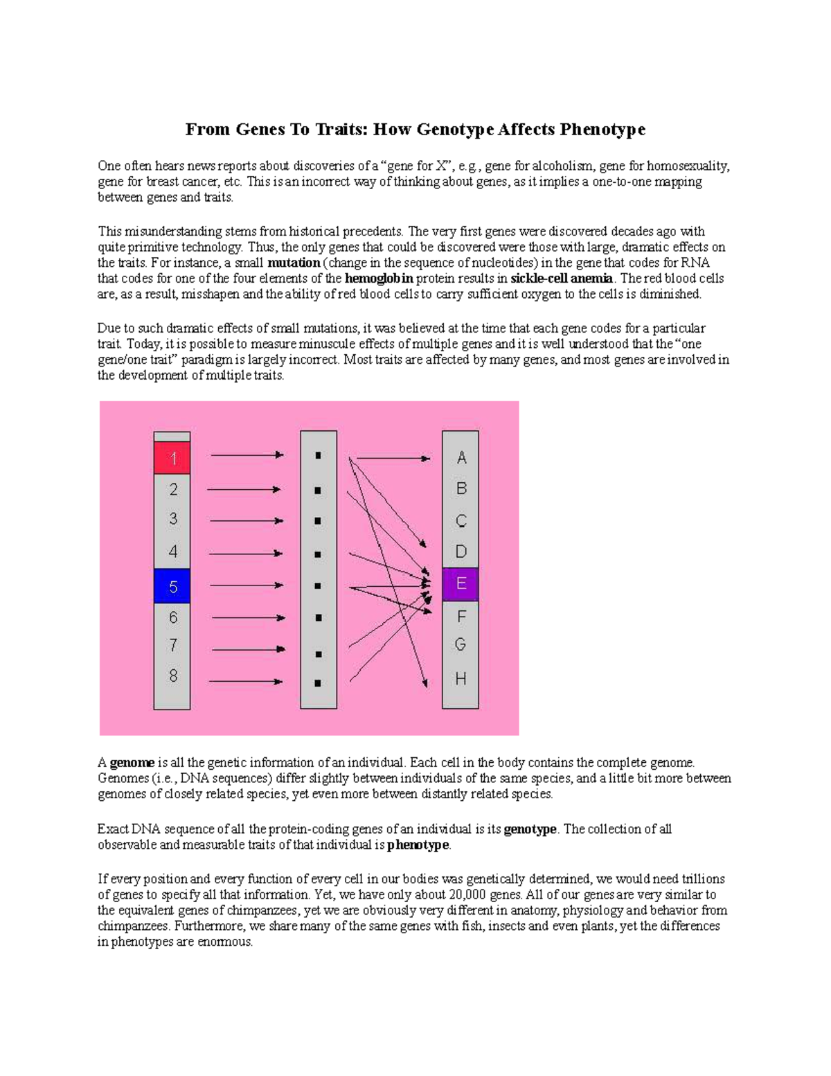 From+Genes+To+Traits+How+Genotype+Affects+Phenotype - From Genes To ...
