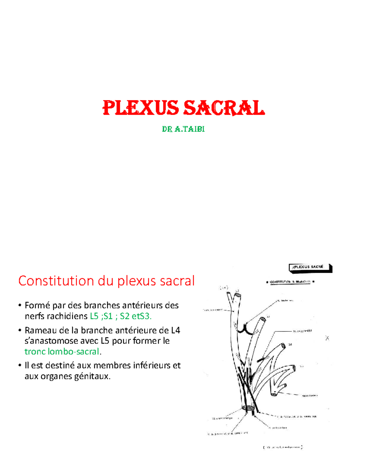 Plexus sacral et LE NERF Sciatique - PLEXUS SACRAL Dr A Constitution du plexus sacral Formé par ...