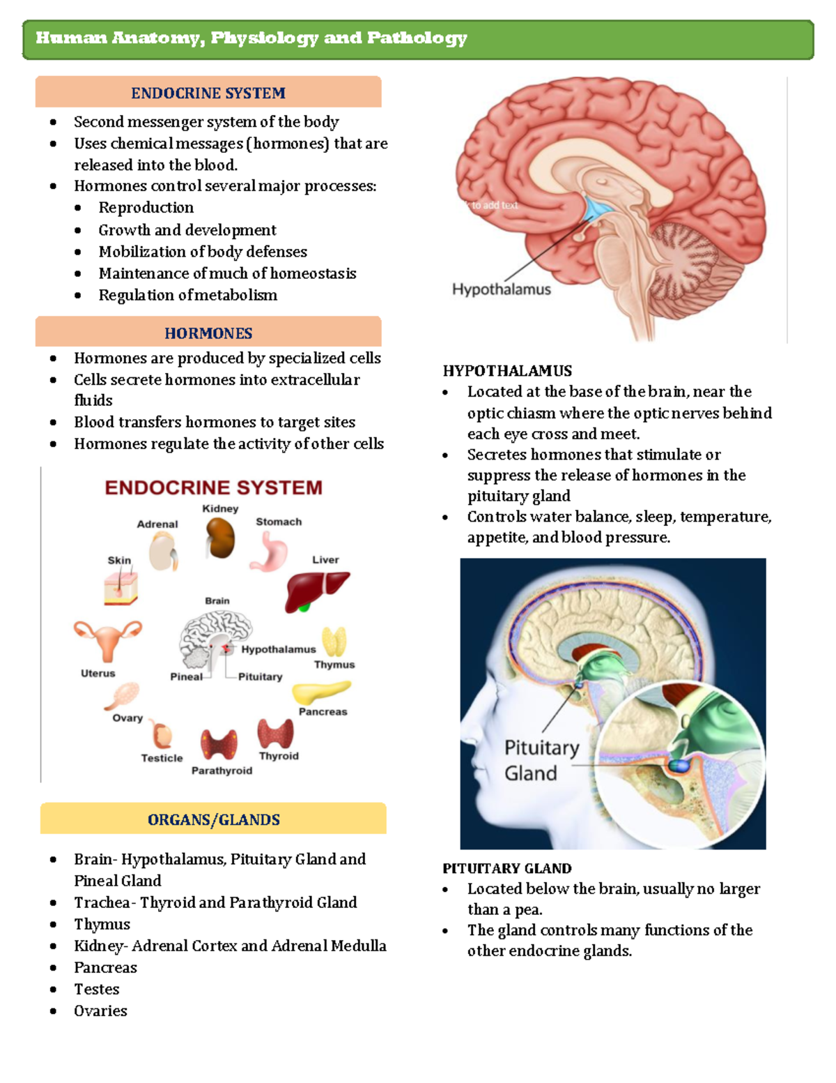 Endocrine trans - Second messenger system of the body Uses chemical ...