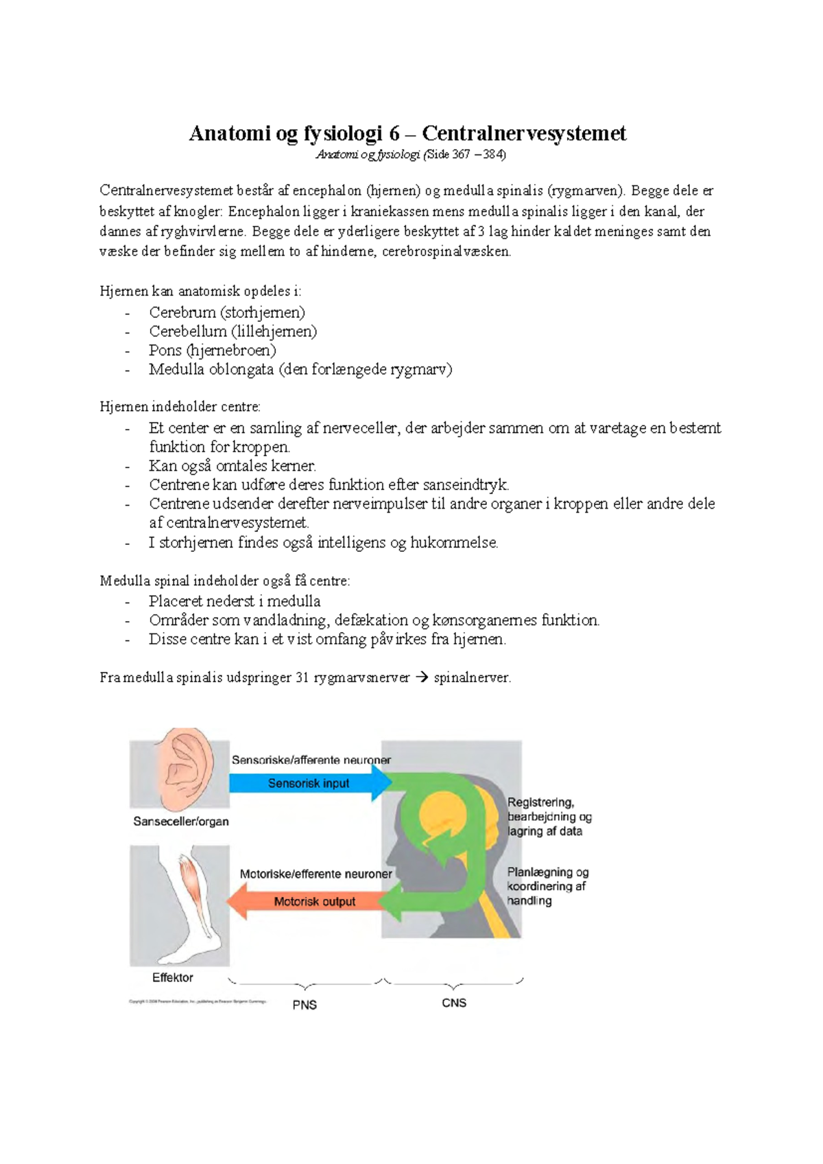 Anatomi og fysiologi 6 - Centralnervesystemet - Anatomi og fysiologi 6 ...
