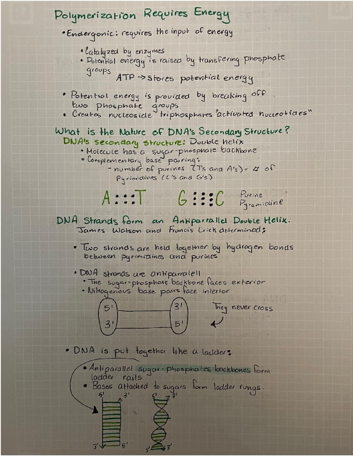 Chapter 4 Nucleic Acids and an RNA world - Studocu