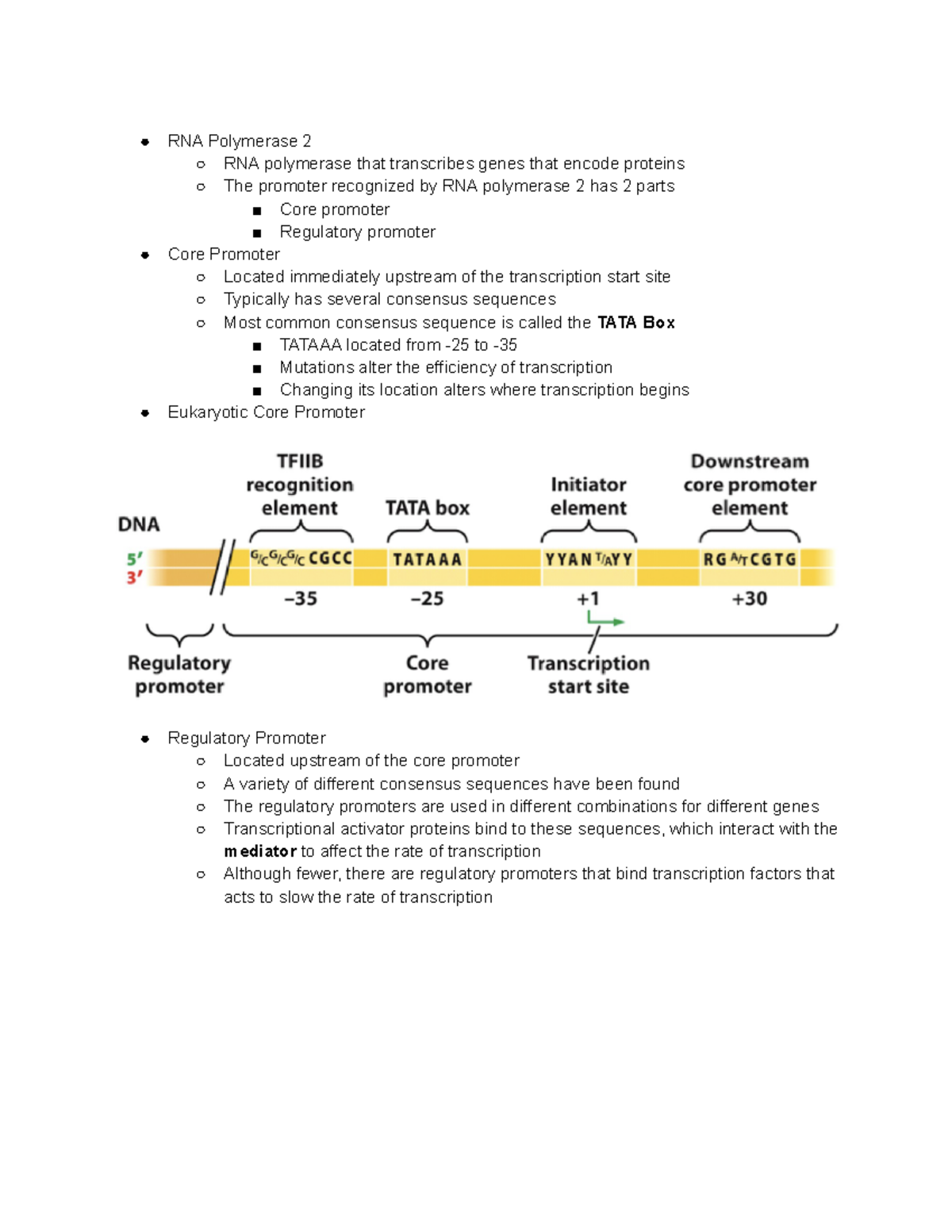 Genetics Chapter 13 Part 9 Notes - RNA Polymerase 2 RNA polymerase that ...