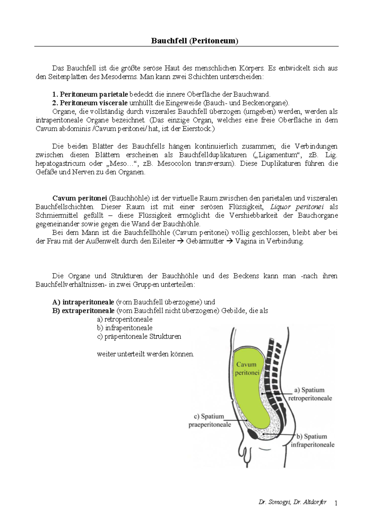 Bauchfell - Es entwickelt sich aus den Seitenplatten des Mesoderms. Man ...