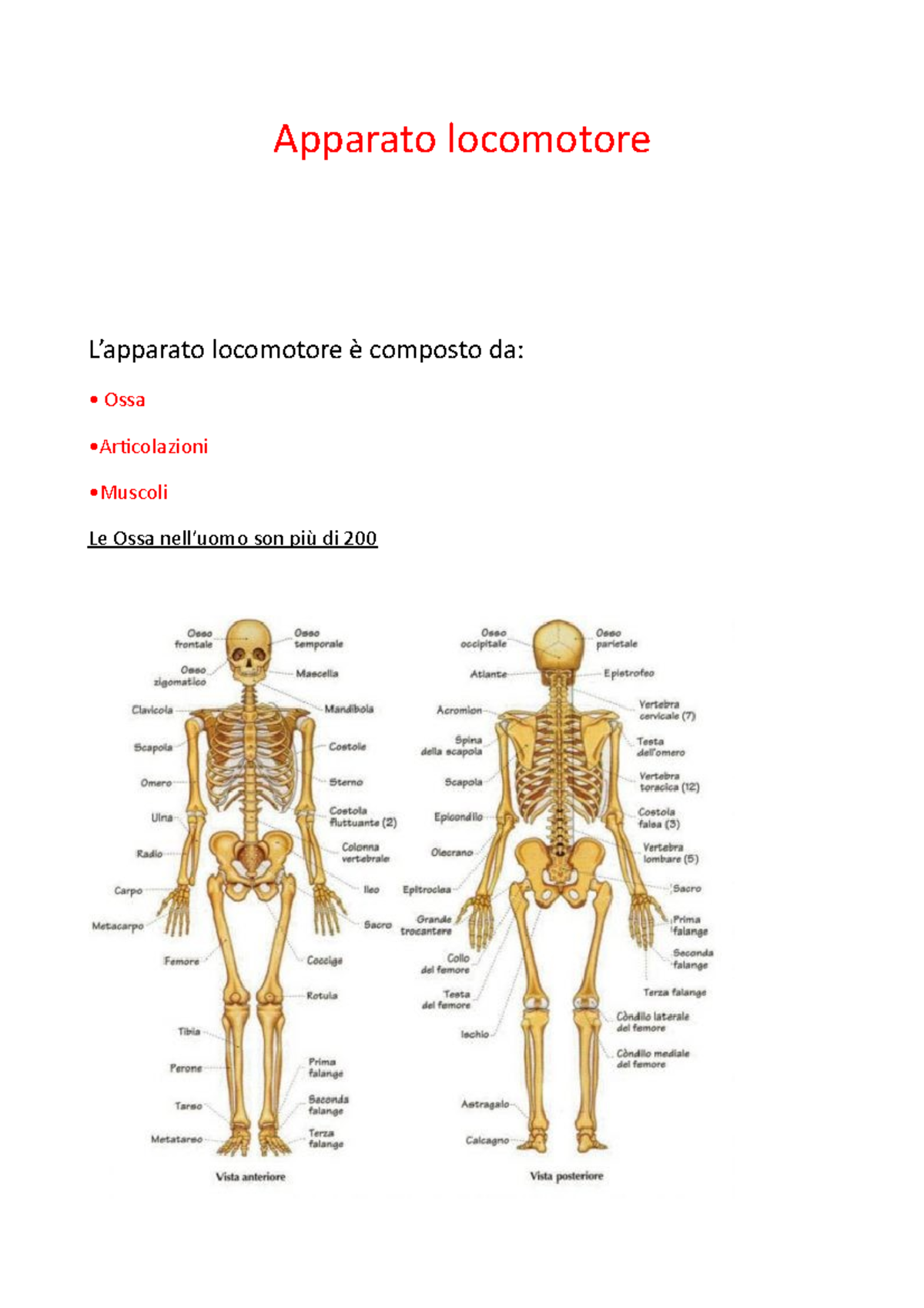 Apparato locomotore descrizione dettagliata - Apparato locomotore L ...