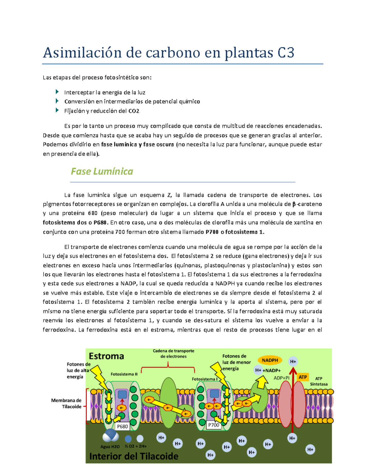 plantas C3 - Desde que comienza hasta que se acaba hay un seguido de ...