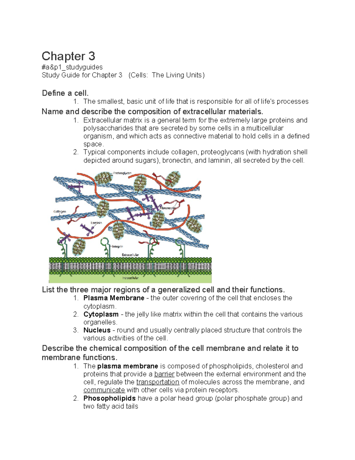 Chapter 3Study Guide - Chapter 3 #a&p1_studyguides Study Guide for ...