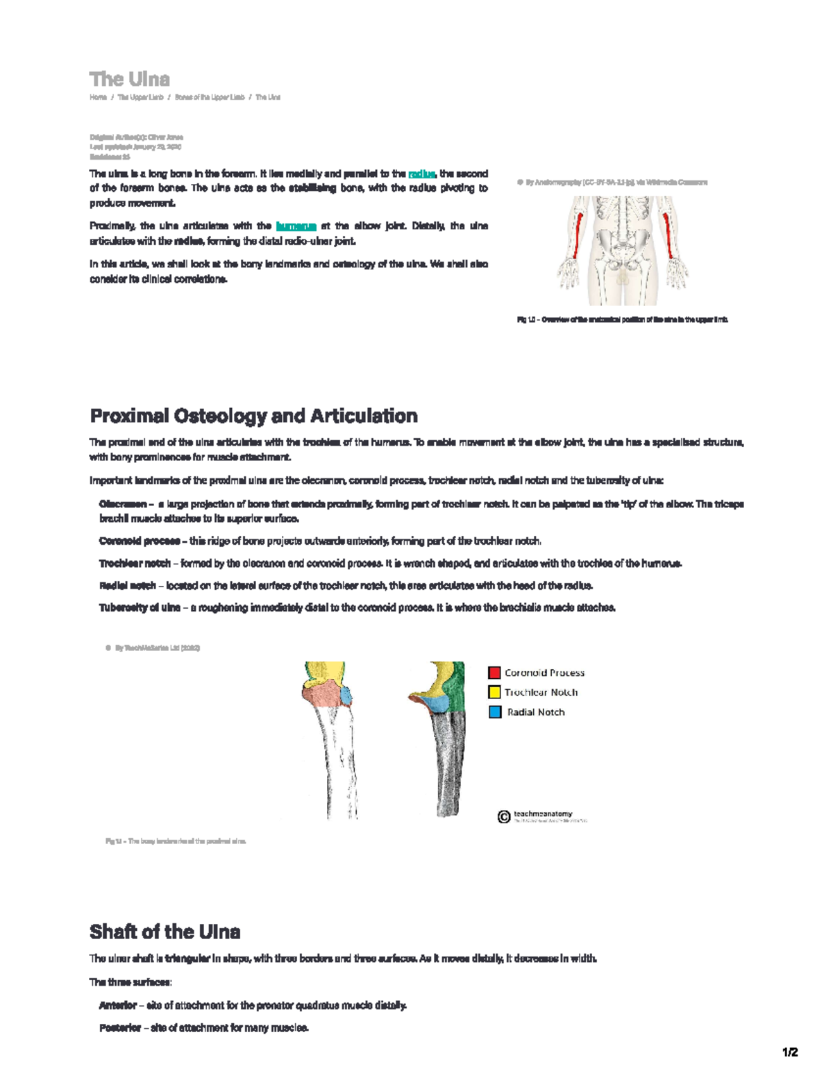 The Ulna - Summary Anatomy - ANAT2020 - Studocu