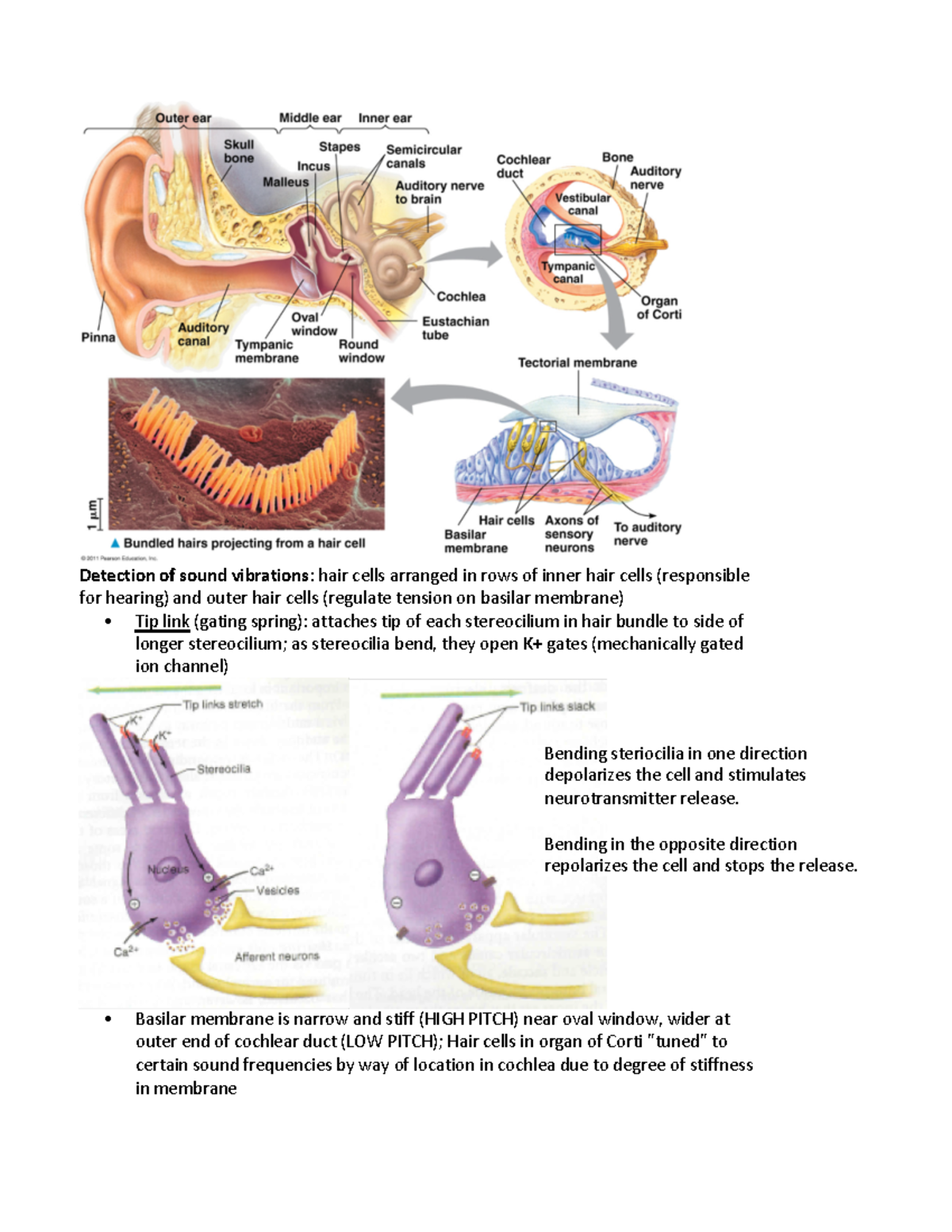 BIOL 216 Sound Lecture Notes - Detection of sound vibrations: hair ...