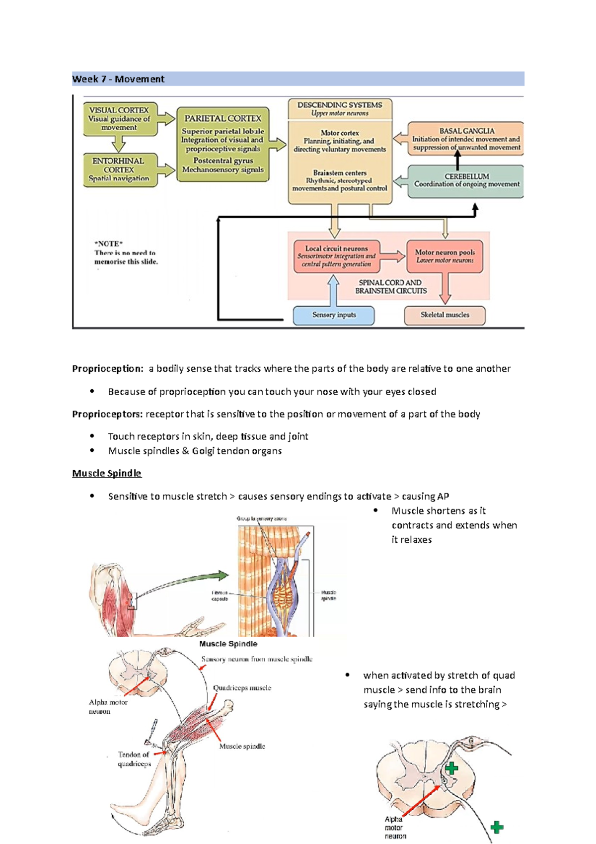 Week 7 - Movement - Week 7 - Movement Proprioception: a bodily sense ...