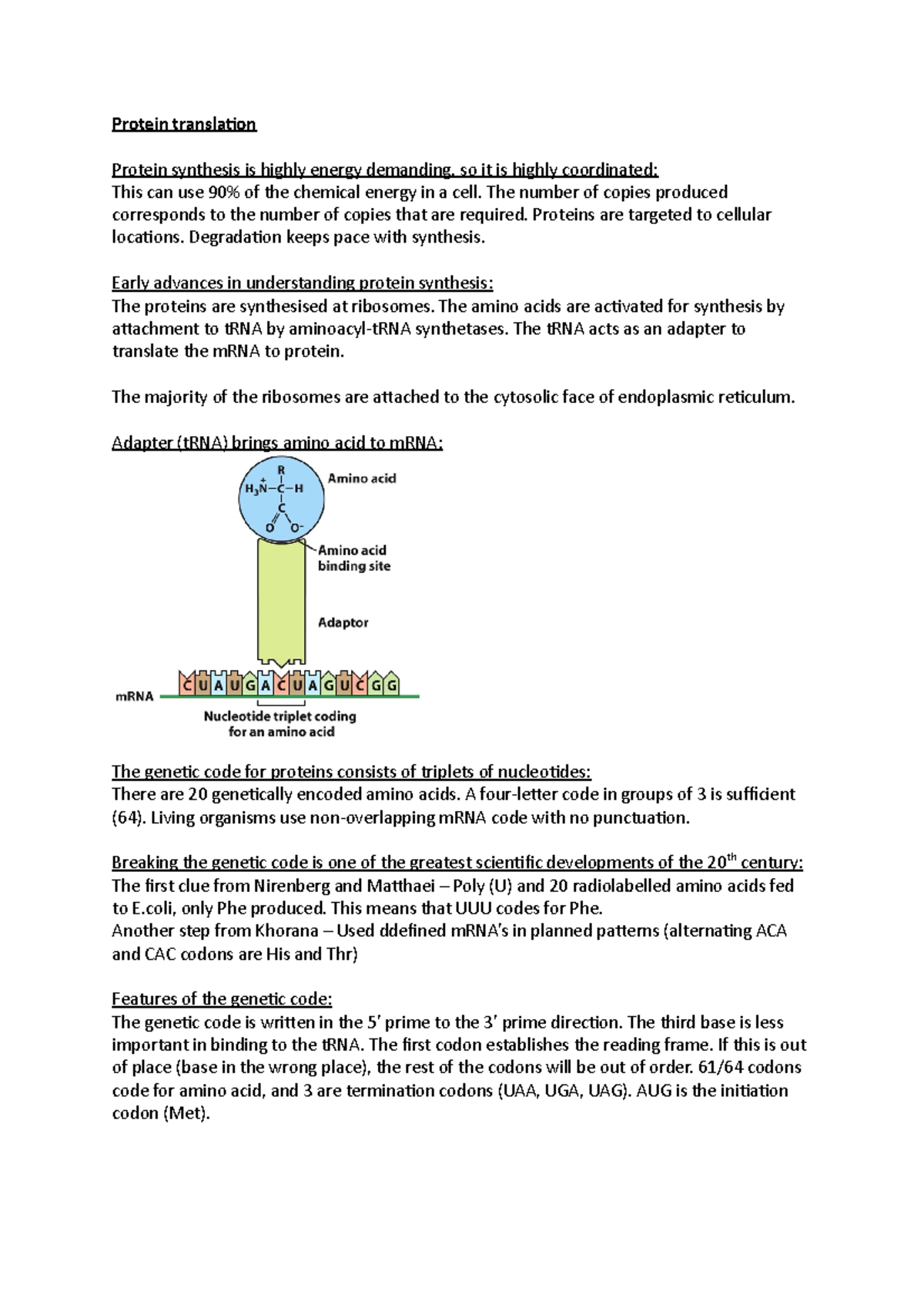 Protein translation - Protein translation Protein synthesis is highly ...