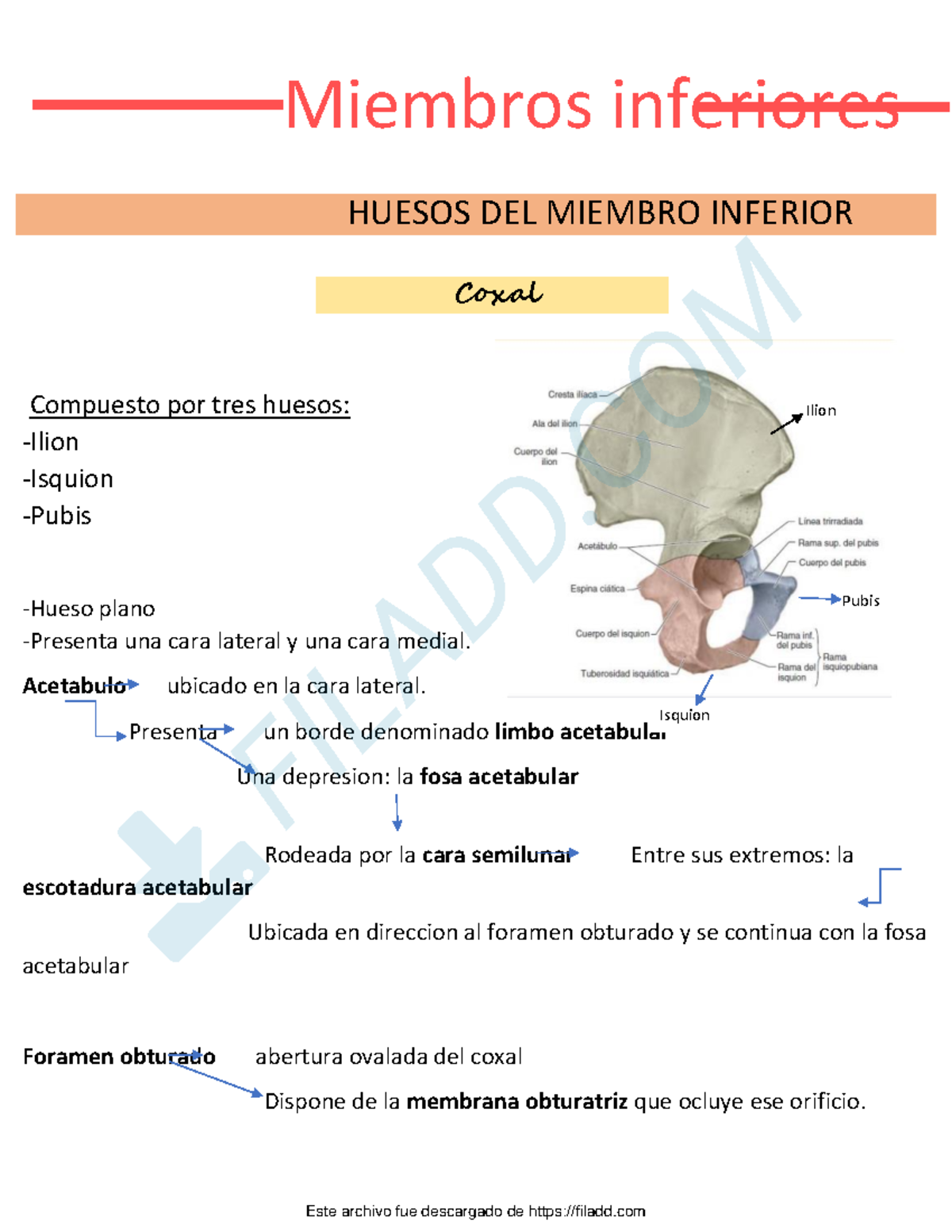 Miembros inferiores 1 - Anatomia miembro inferior - Miembros inferiores ...