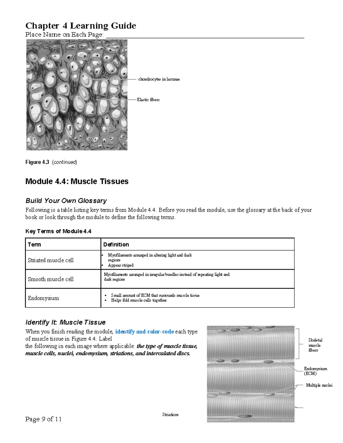 Chapter 4 histology lecture notes - Chapter 4 Learning Guide Place Name ...