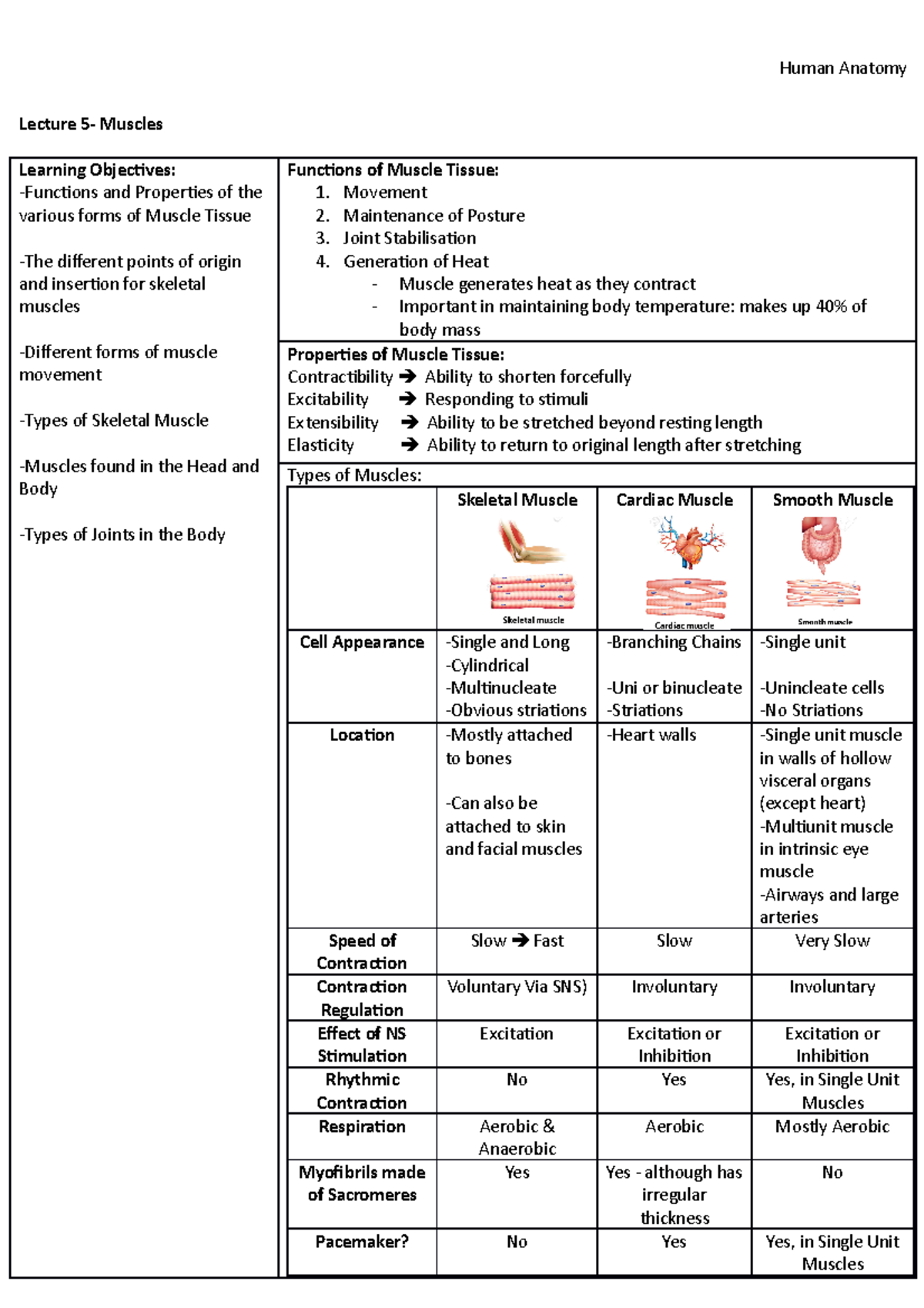 Lecture 5 - Human Muscles - Lecture 5- Muscles Learning Objectives ...