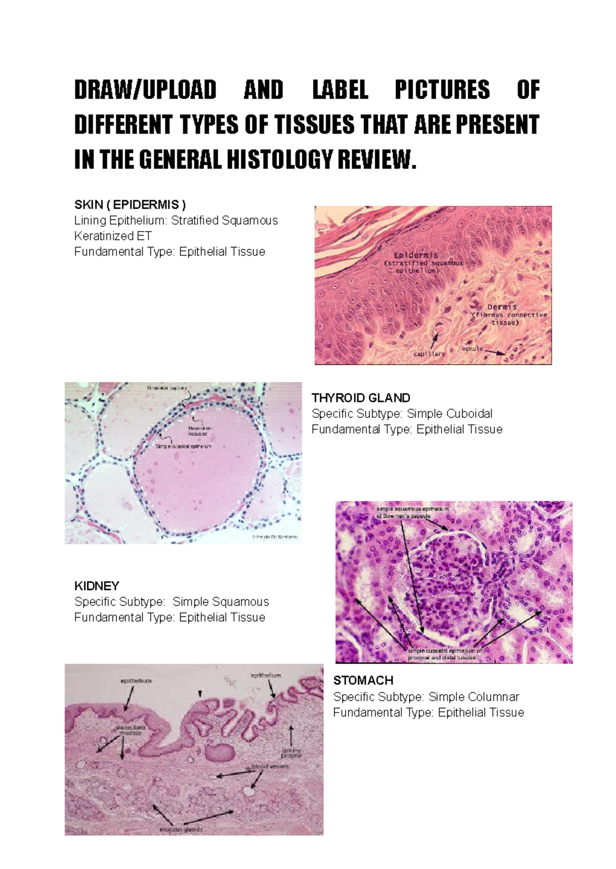 Assignment #3 Histology - DRAW/UPLOAD AND LABEL PICTURES OF DIFFERENT ...