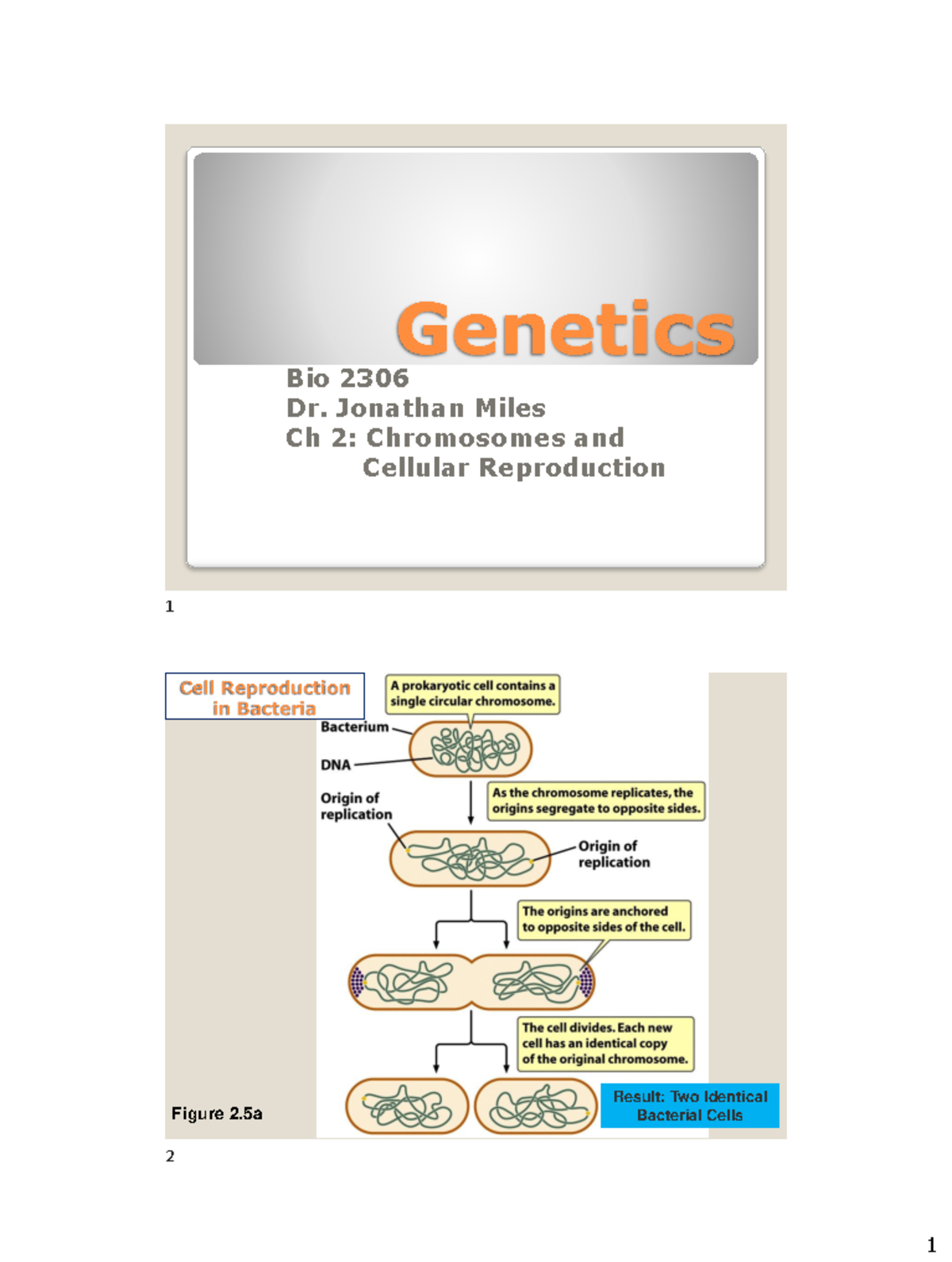 Chap 02 PPT Student - Dr. Miles in class notes - Genetics Bio 2306 Dr ...