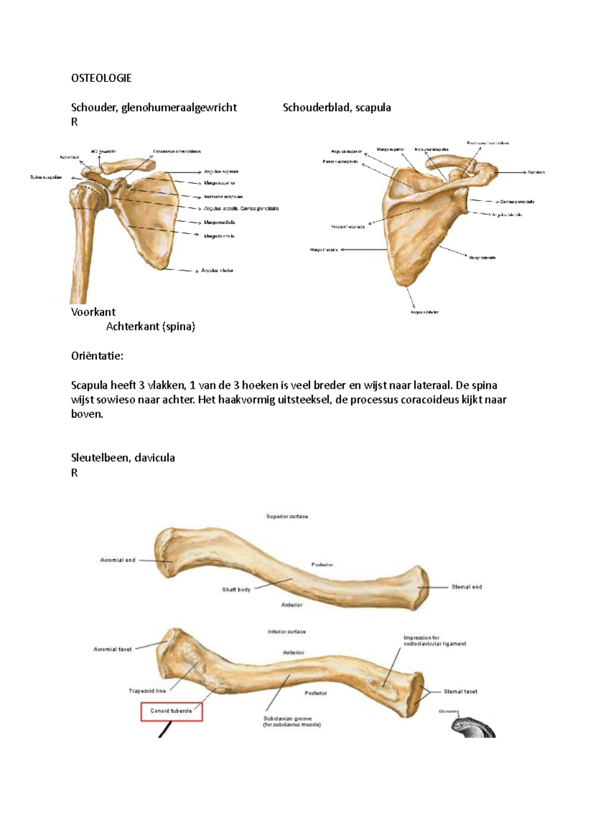 Osteologie 1 Scapula - humerus - OSTEOLOGIE Schouder ...